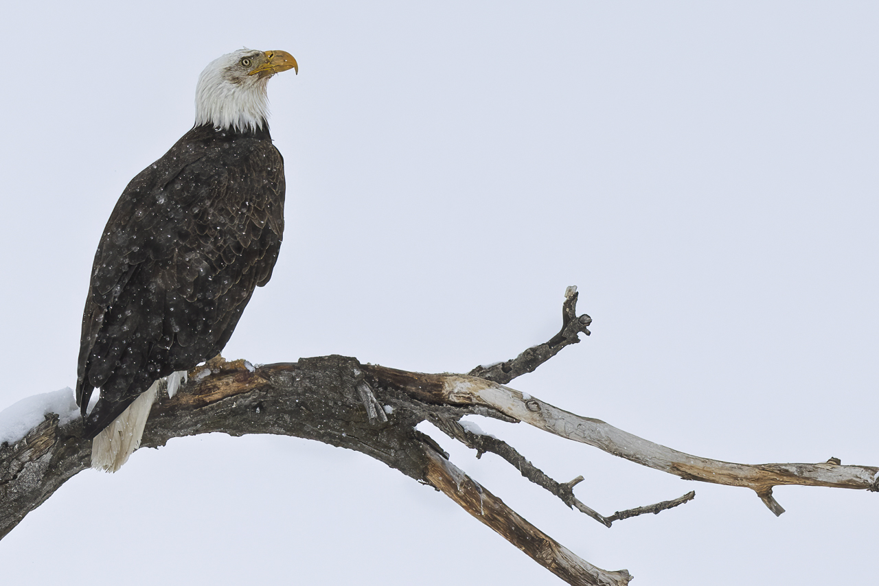 Bald Eagle - Canon Community