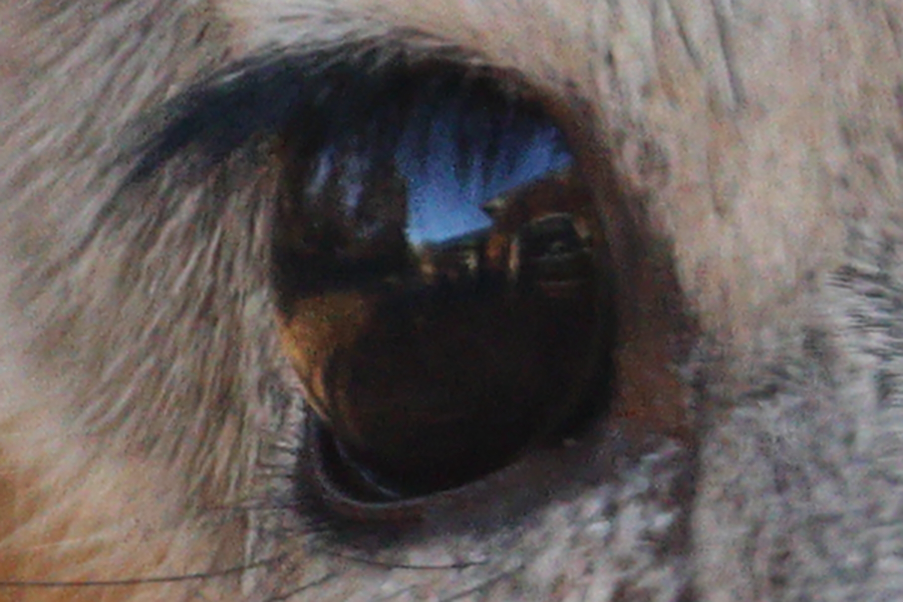 Using DPP to upscale image - Canon Community