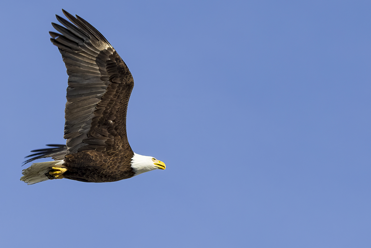 Eagles - Canon Community