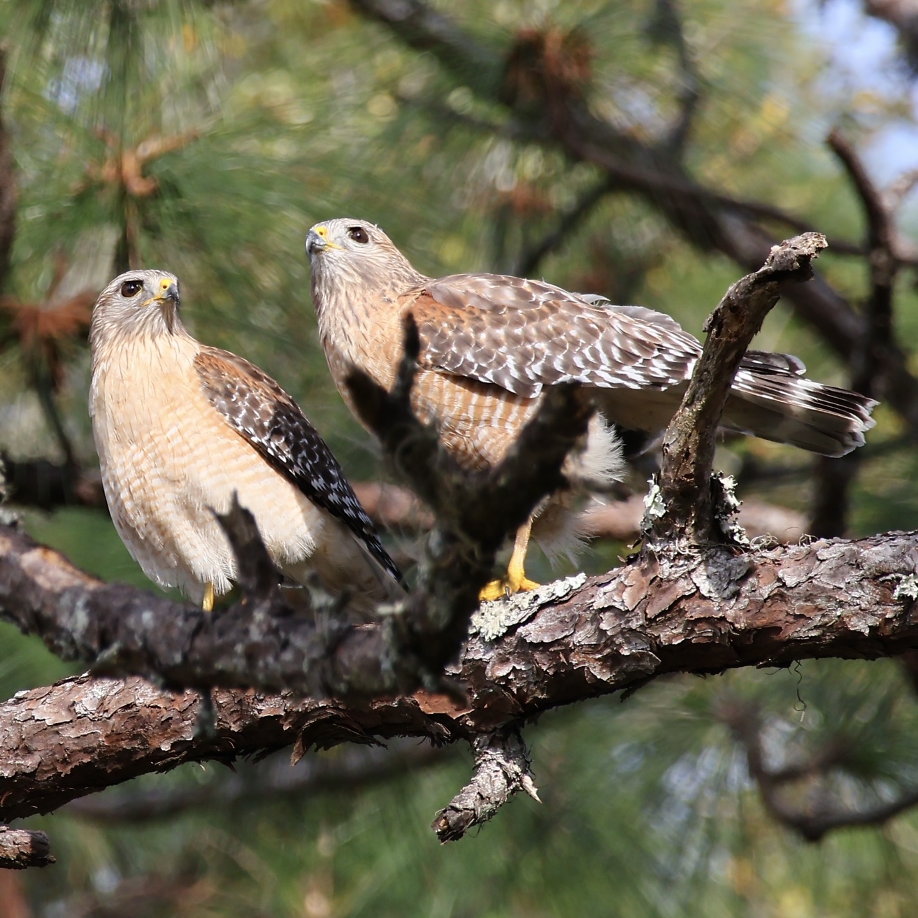 We rarely see hawks perched side by side. - Canon Community