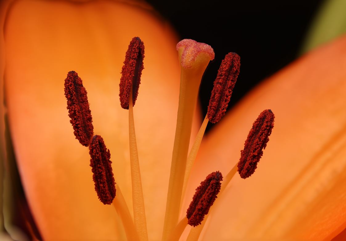 EOS R6 Mark II focus stacking only moves back to f... - Canon Community