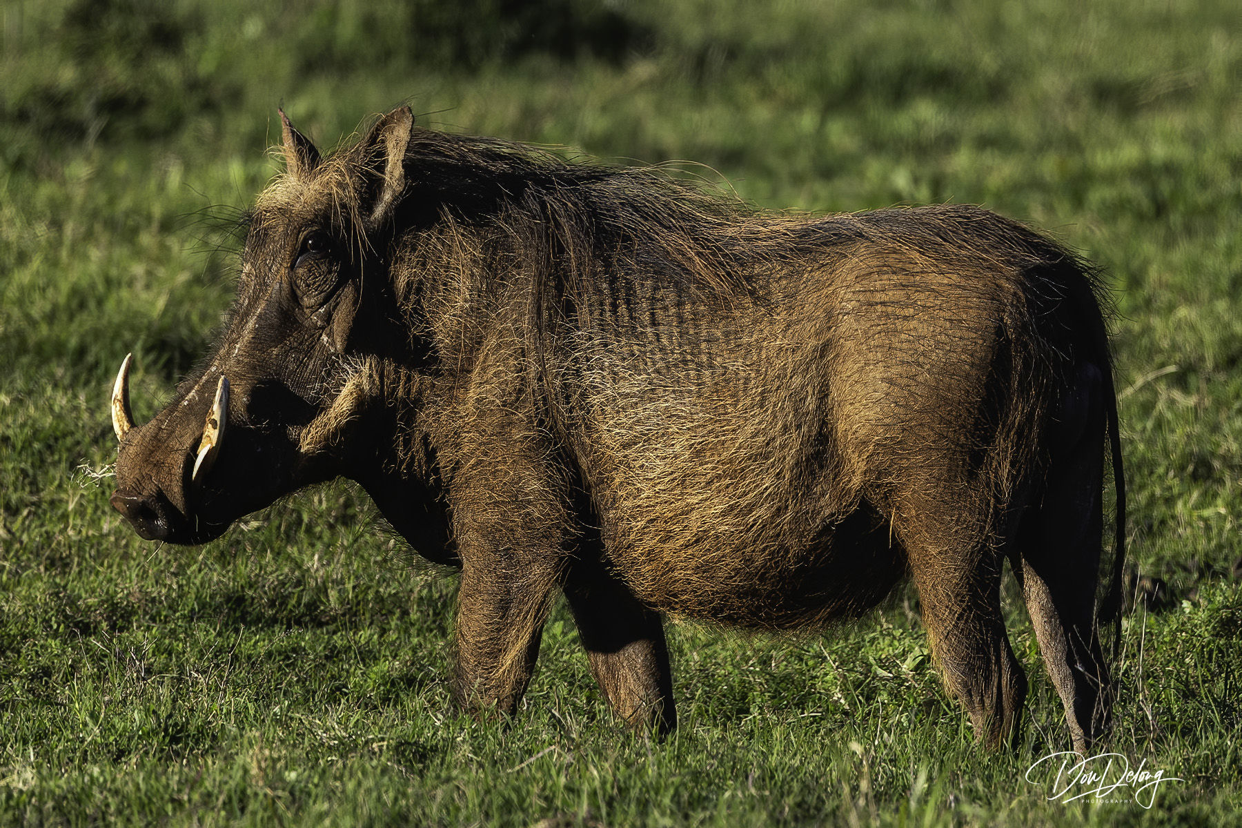 Warthog, South Africa. R6MKII w/RF100-500 - Canon Community