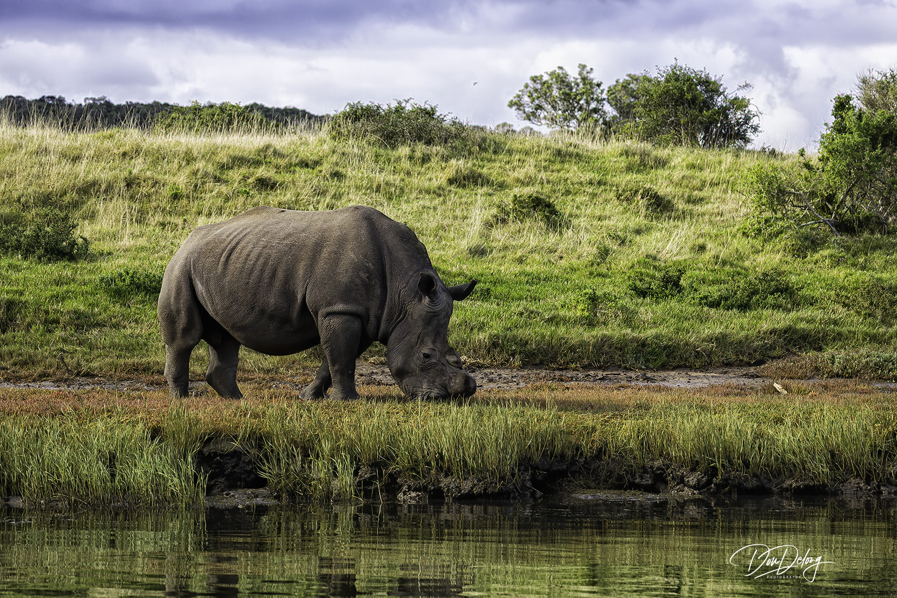 South Africa rhino Canon R6MKII RF100-500 from a b... - Canon Community