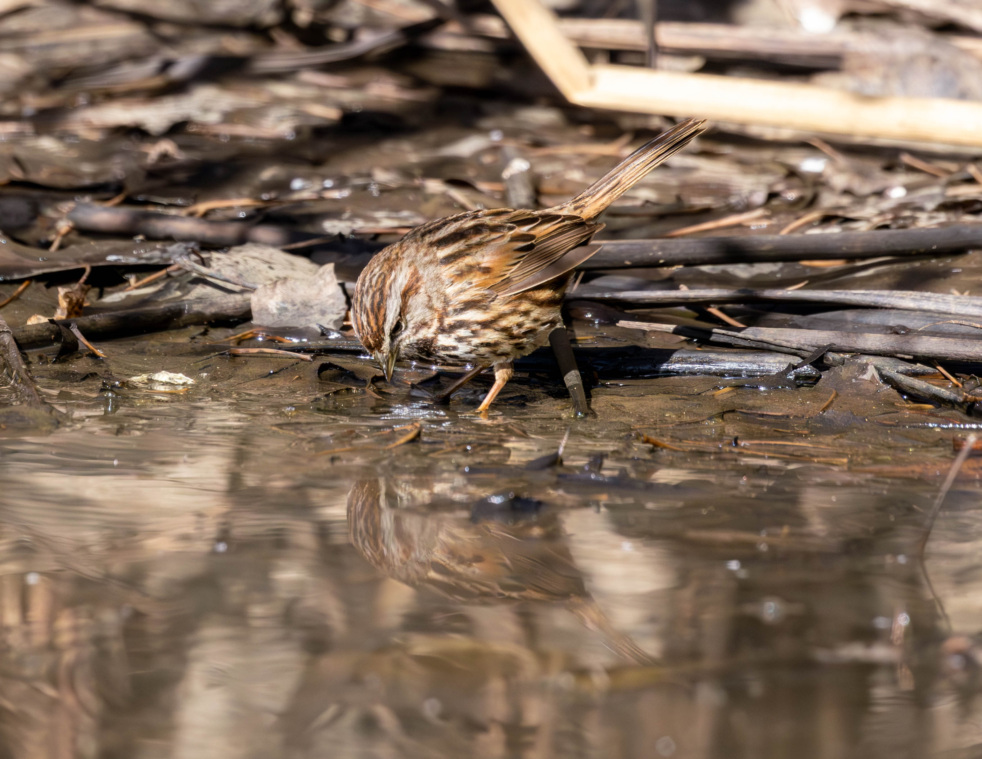 Song sparrow reflecting - Canon Community