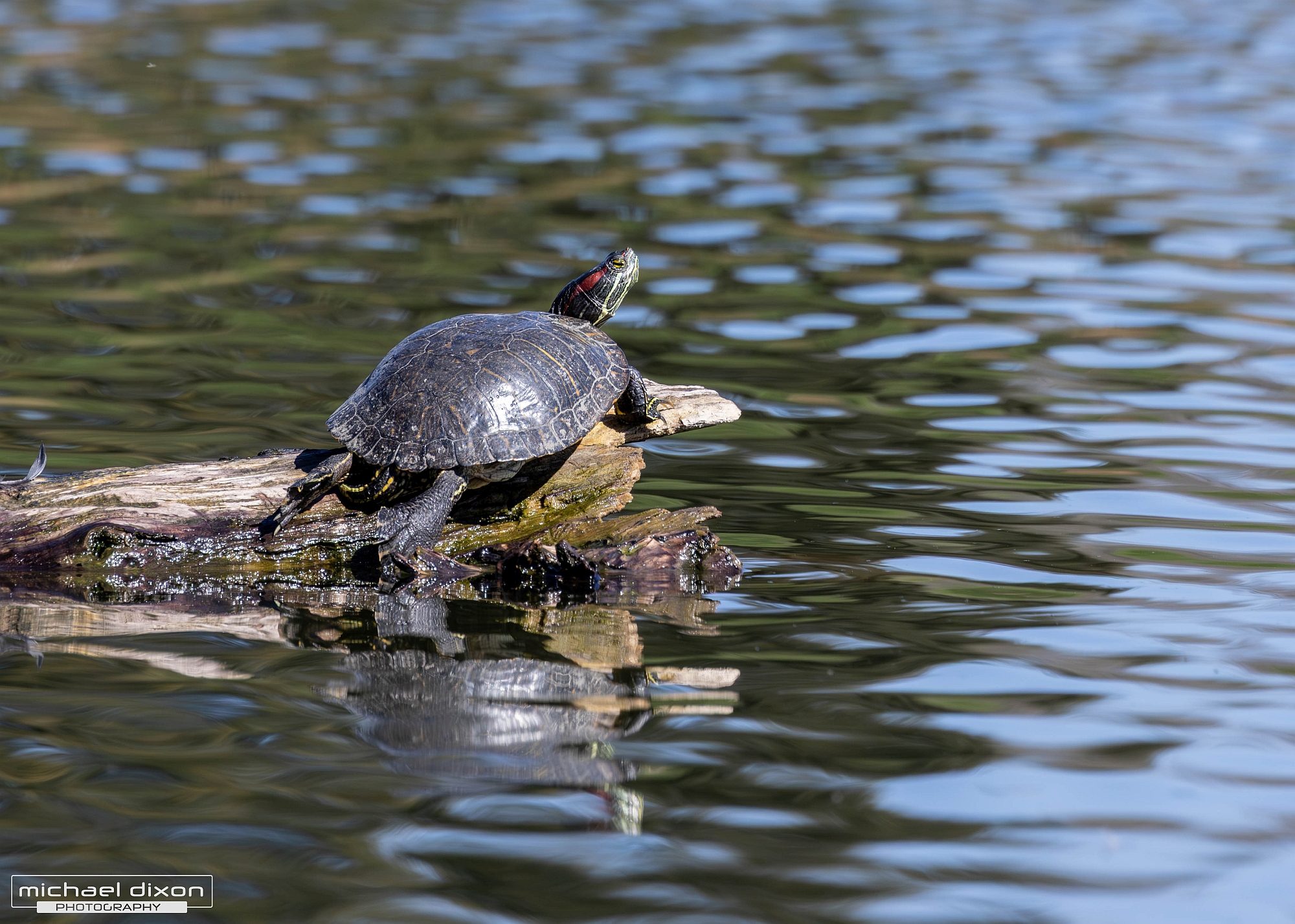 turtle yoga - Canon Community