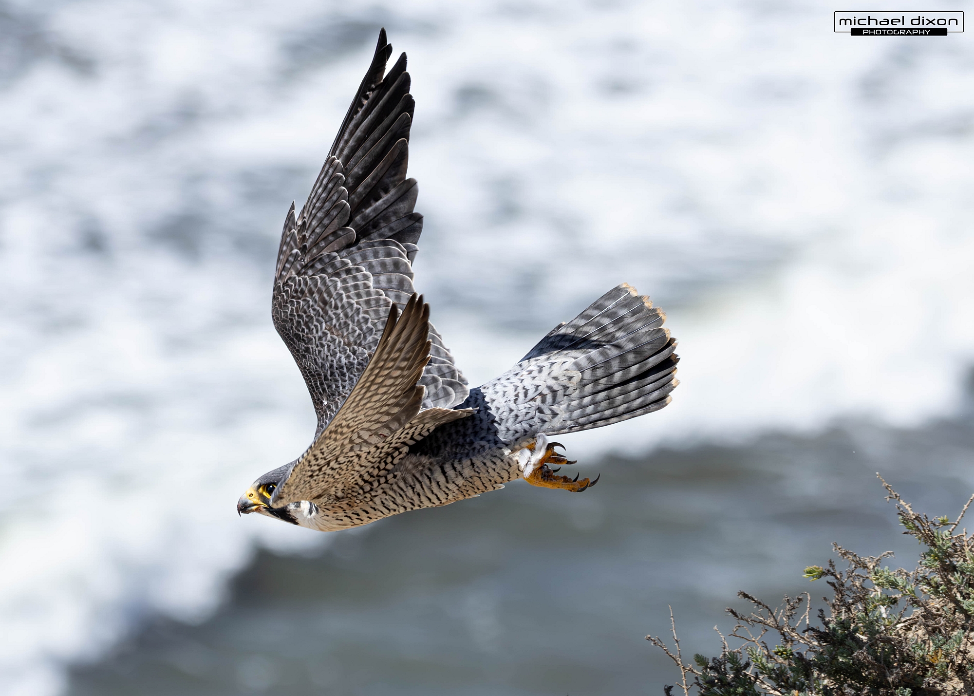 peregrine falcon is the fastest animal on the plan... - Canon Community