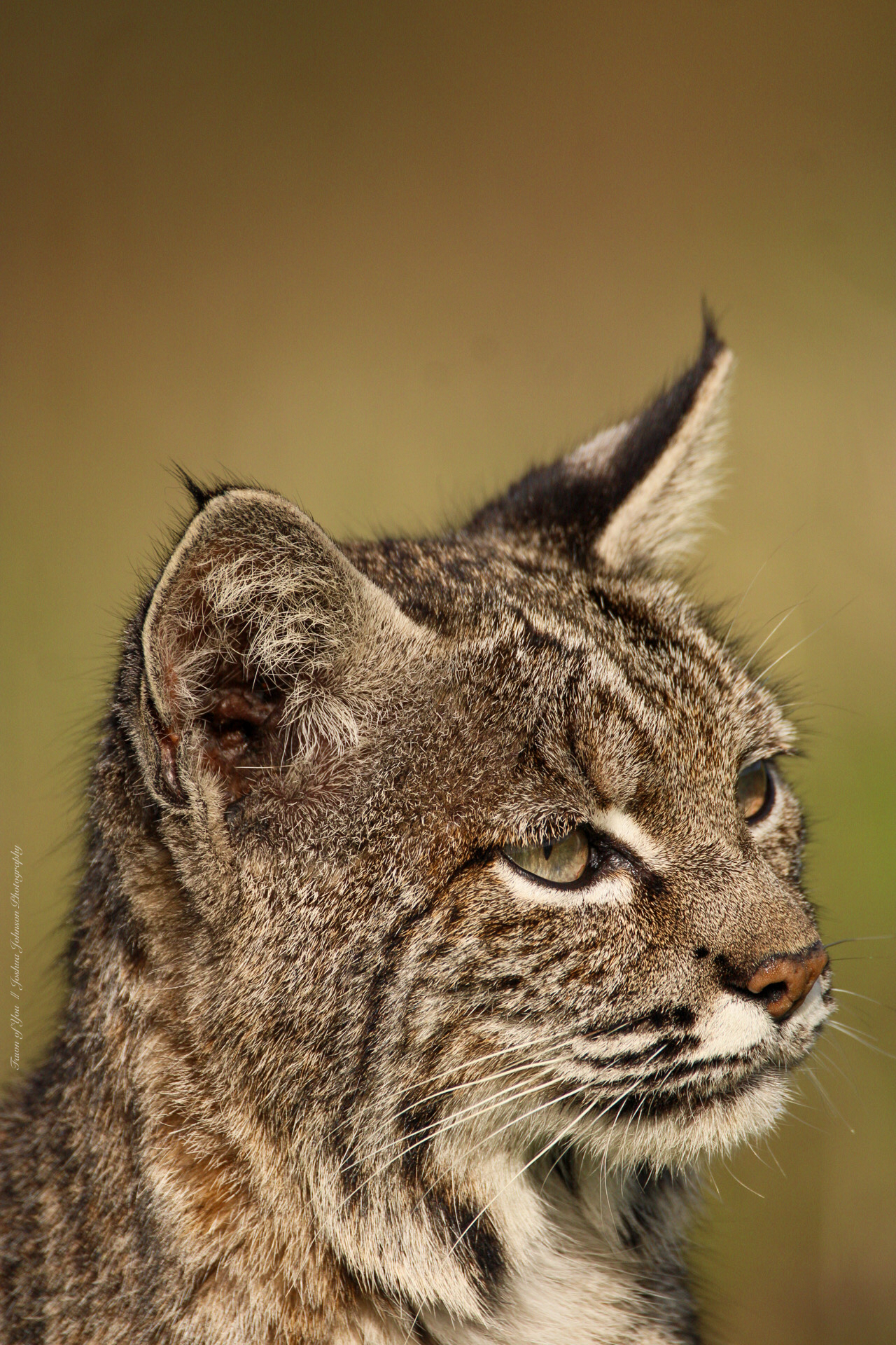 Female Bobcat! - Canon Community