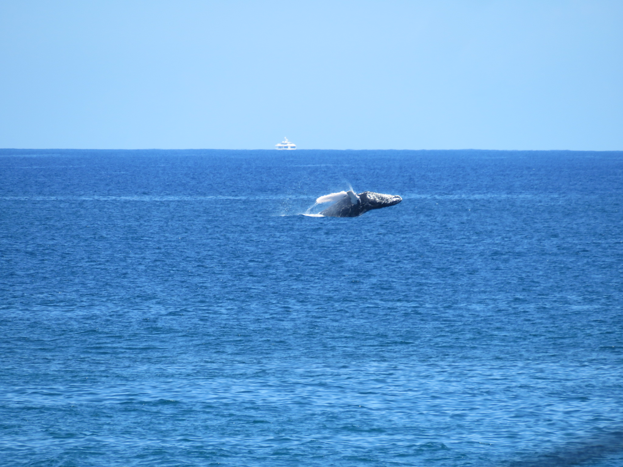 Humpback whale in Puerto Rico! #powershotsx540Hs - Canon Community
