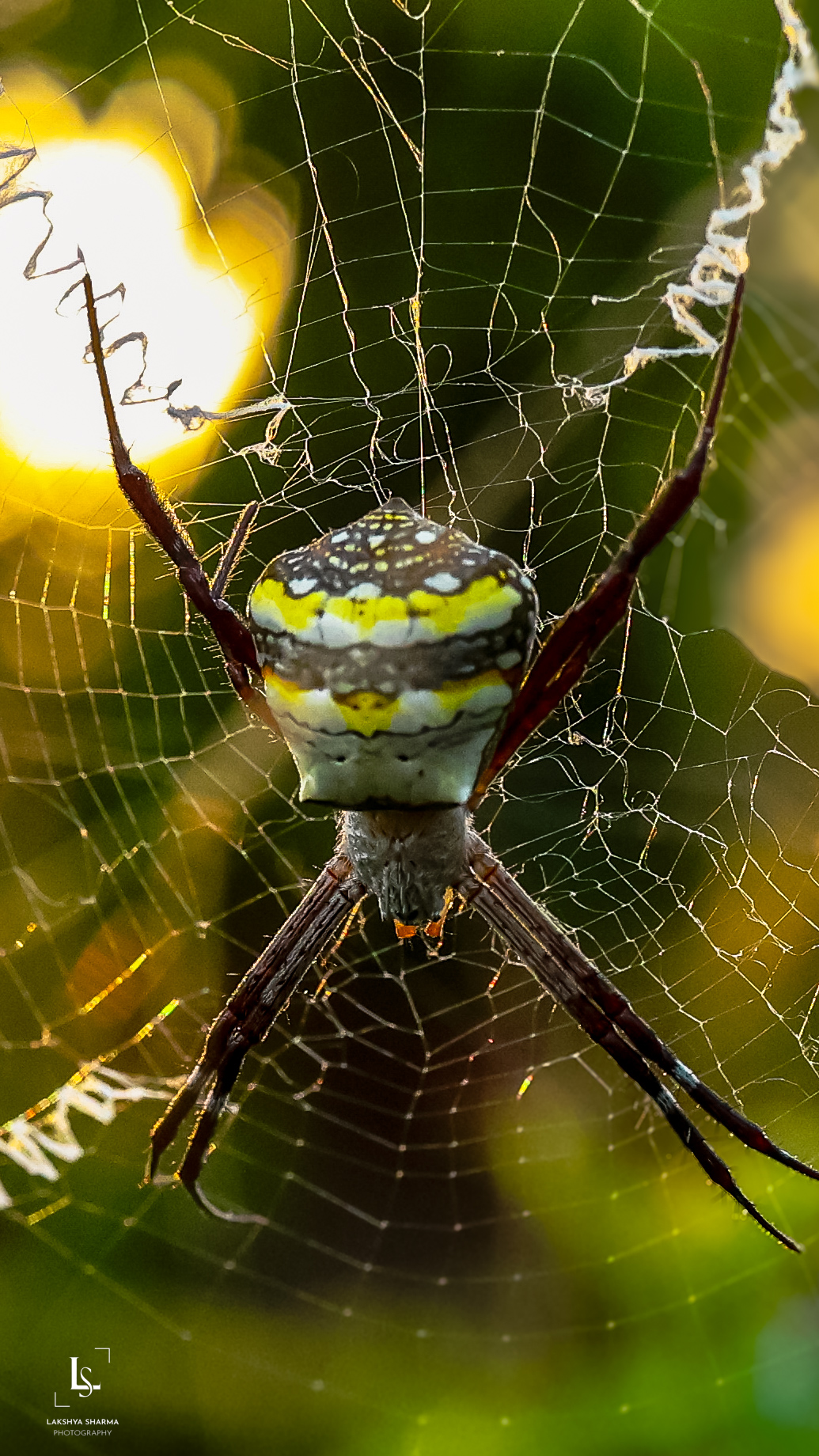 Spider - Canon Community