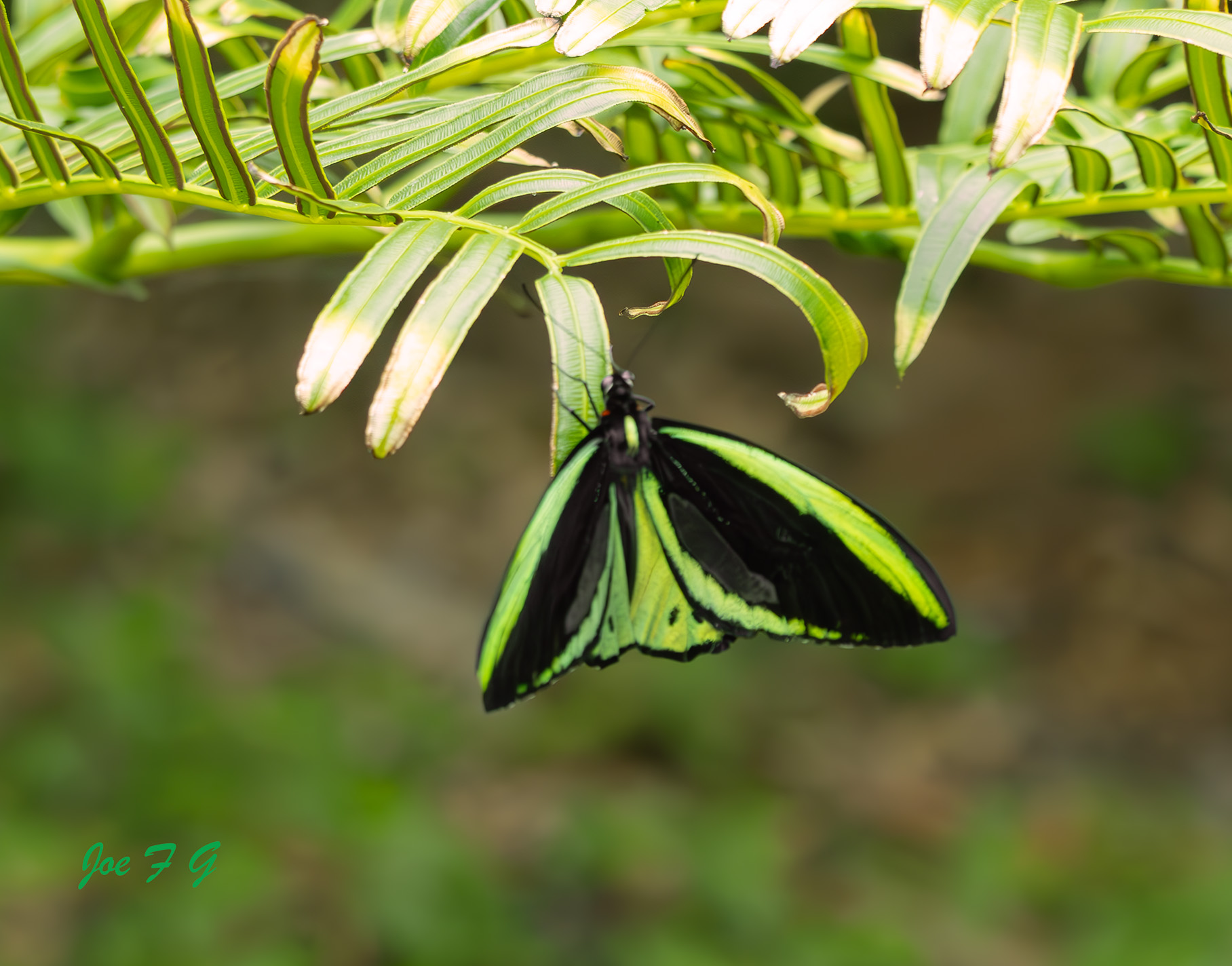 Male Cairns Birdwing Butterfly (Ornithoptera eupho... - Canon Community