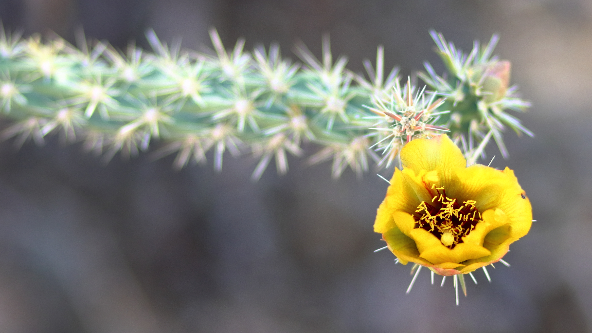 Flower Central - Canon Community
