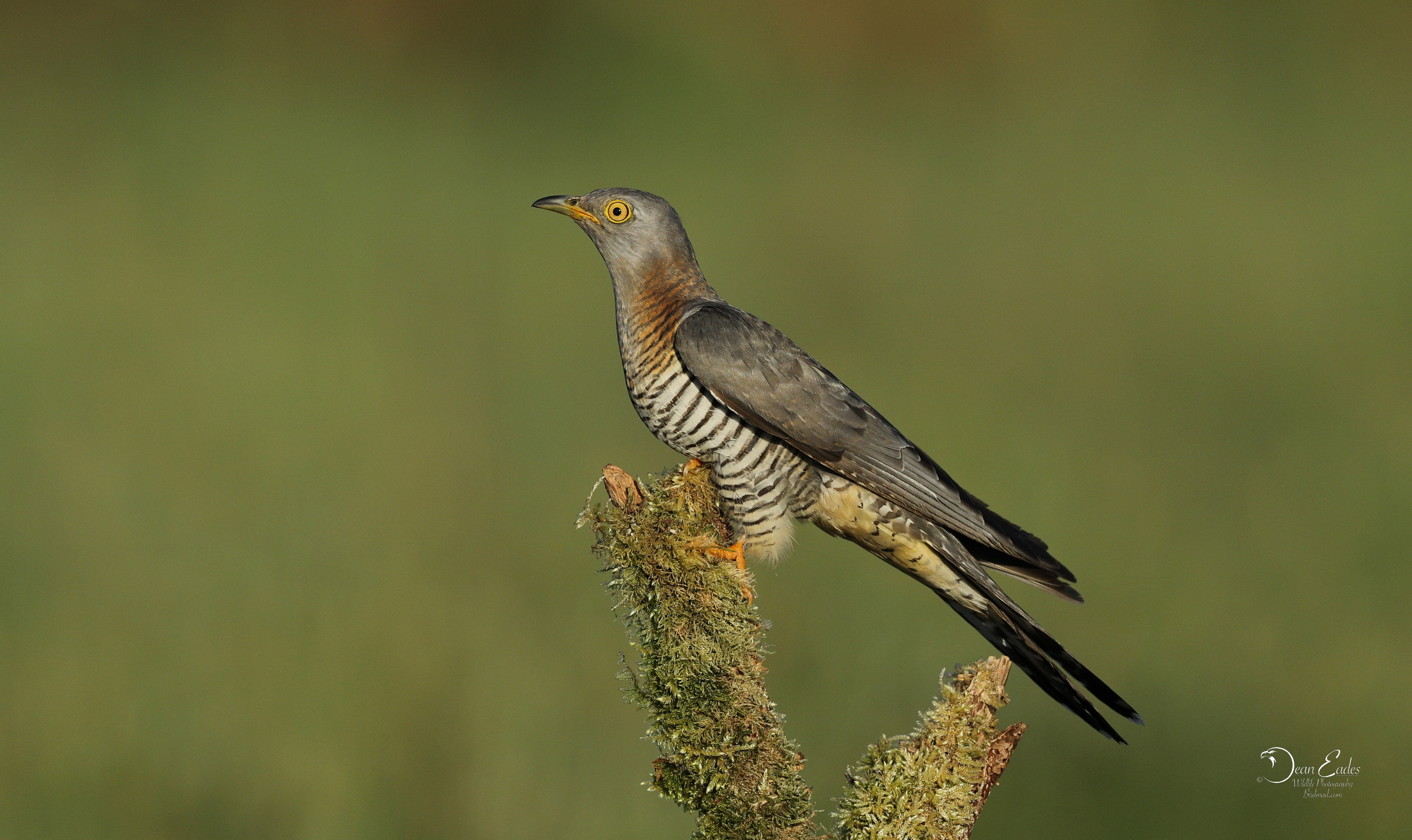 Cuckoo's are getting very rare in the uk this days... - Canon Community