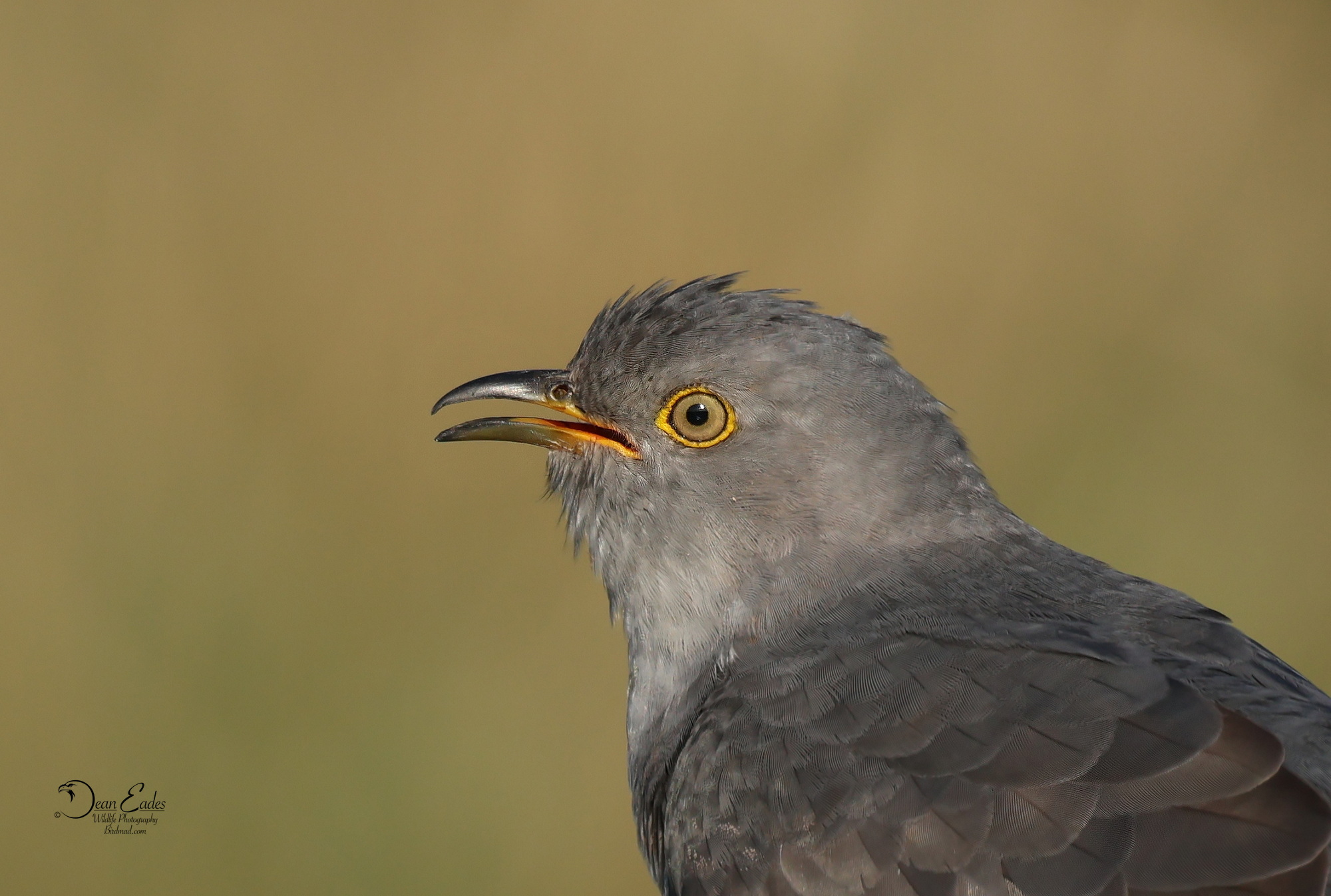 Cuckoo's are getting very rare in the uk this days... - Canon Community