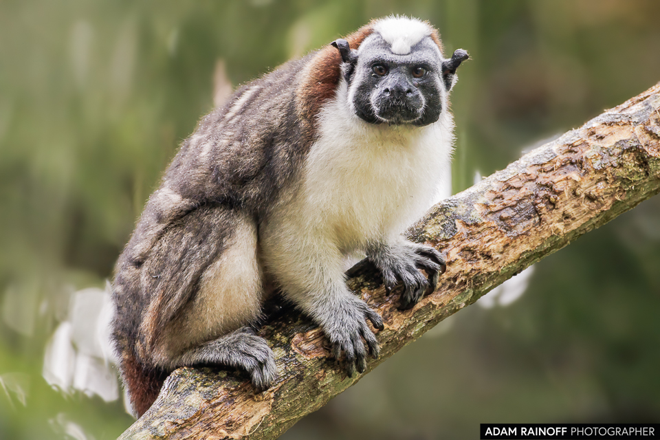 Geoffroy’s Tamarin at the Edge of the Darién Jungl... - Canon Community