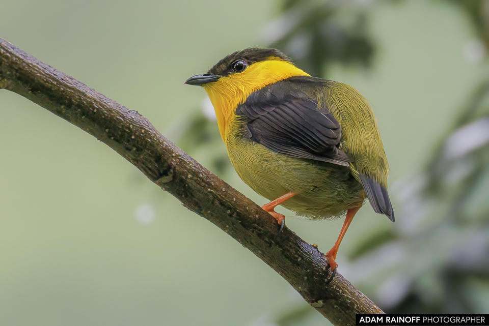 Golden-Collared Manakin Perched in Capurganá Rainf... - Canon Community