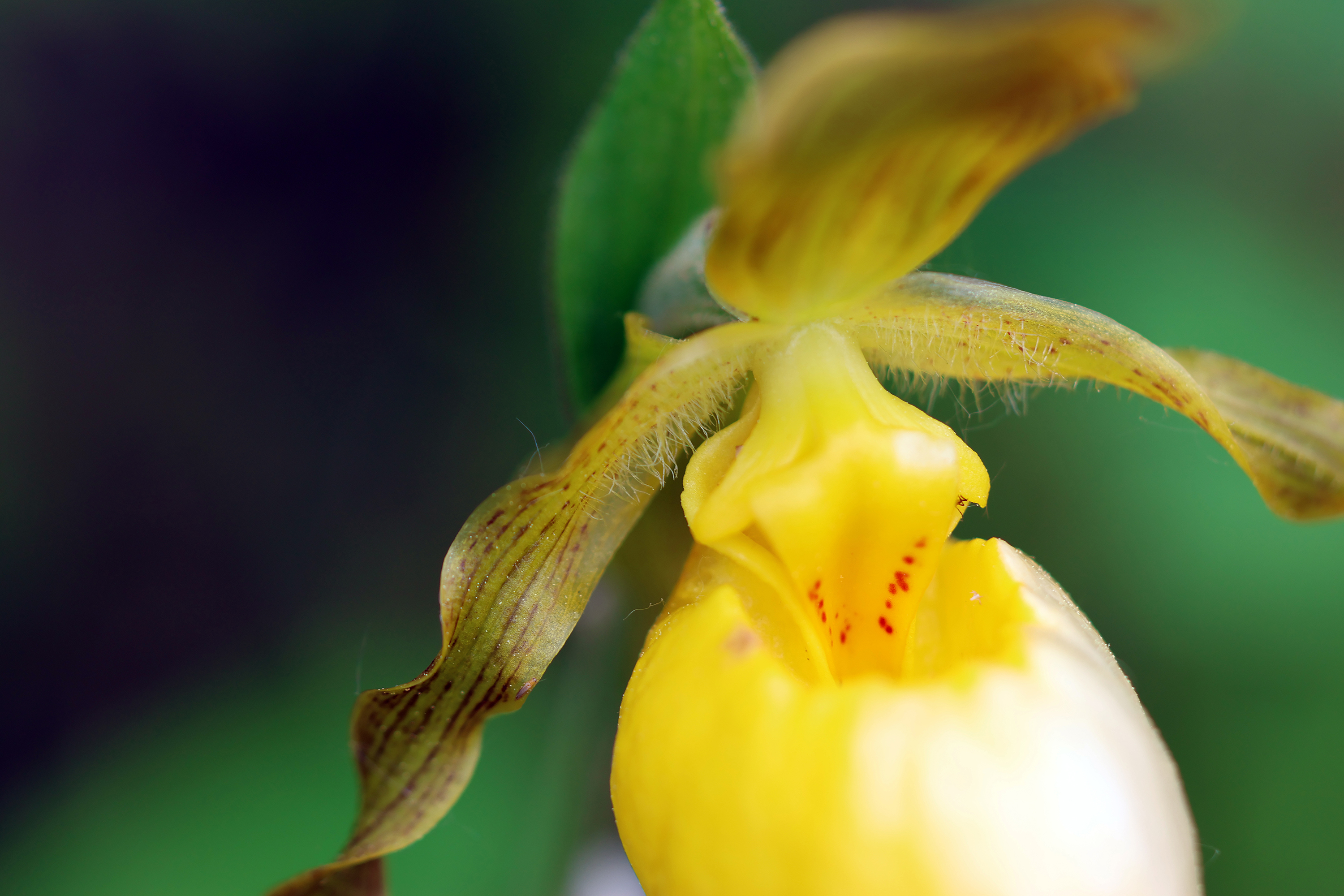 Springtime Orchid - Canon Community