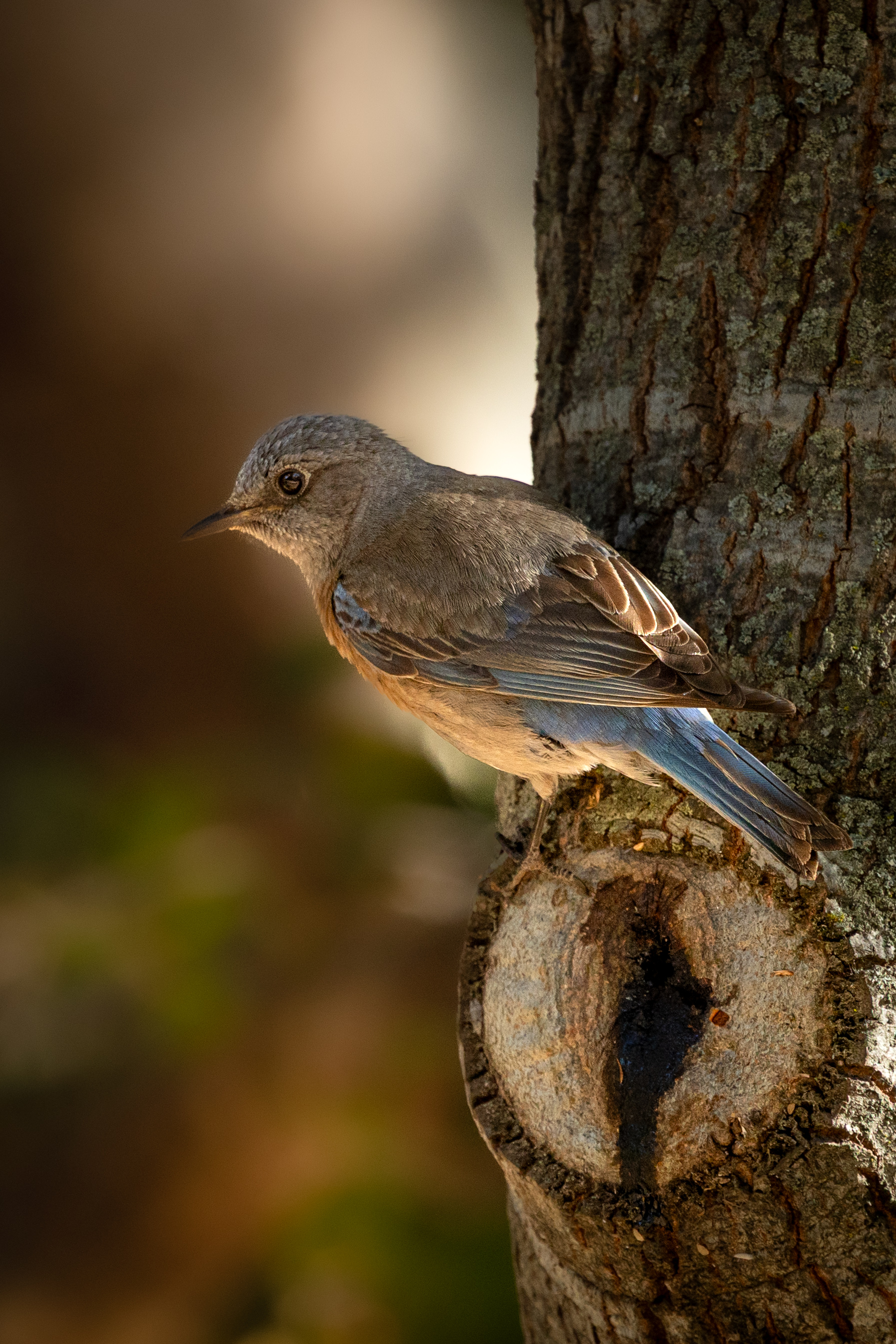 Canon EOS R6 m2, 400mm (EF 70-200MM f/2.8 IS II US... - Canon Community