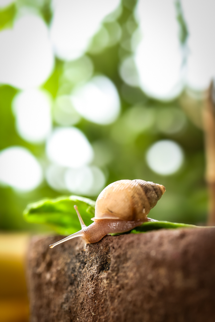 Snail - Canon Community