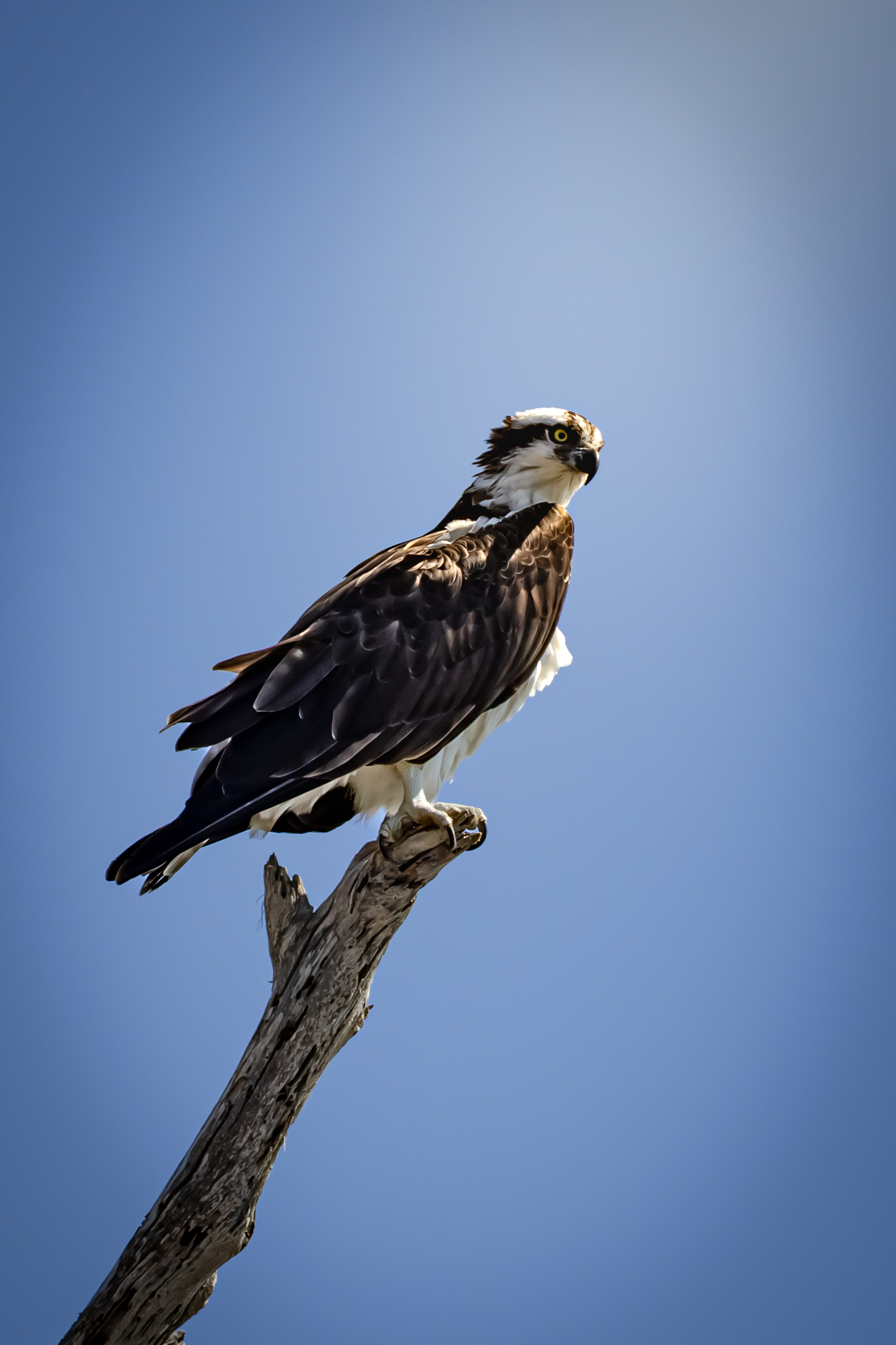 Canon EOS R6 Mk II 380mm (70-200mm f/2.8 IS II USM... - Canon Community