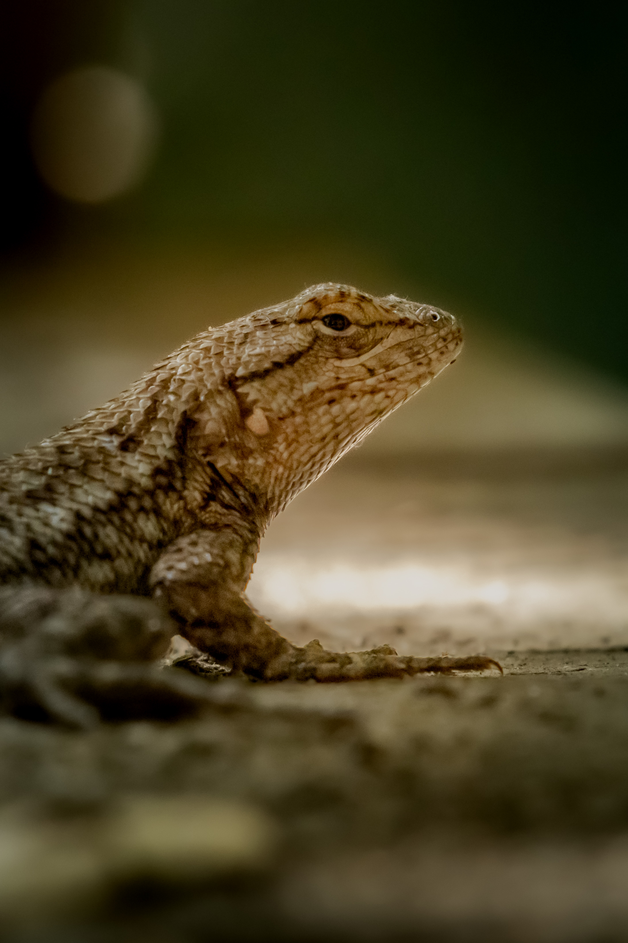 The Little Lizard. - Canon Community