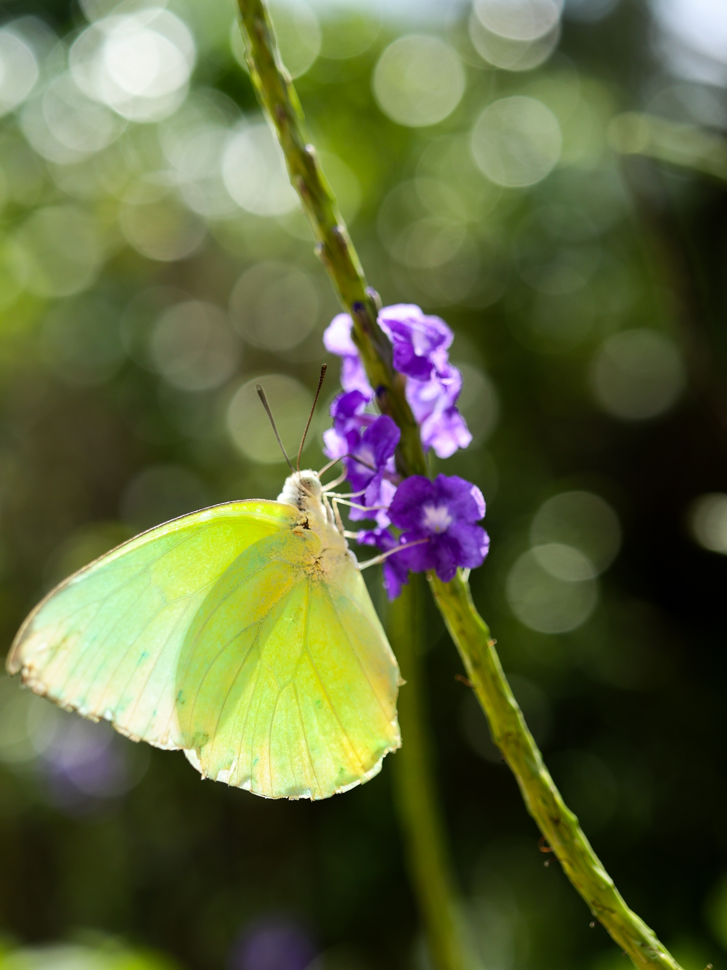 Butterfly and Bokeh - Canon Community