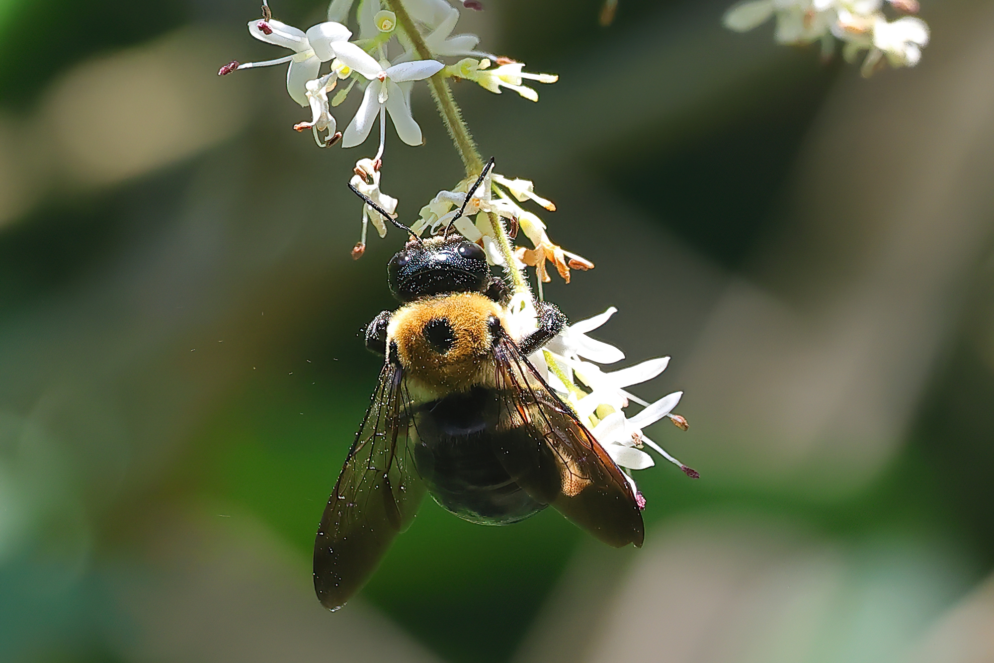 EOS 90D How to photograph bees' wings - Canon Community