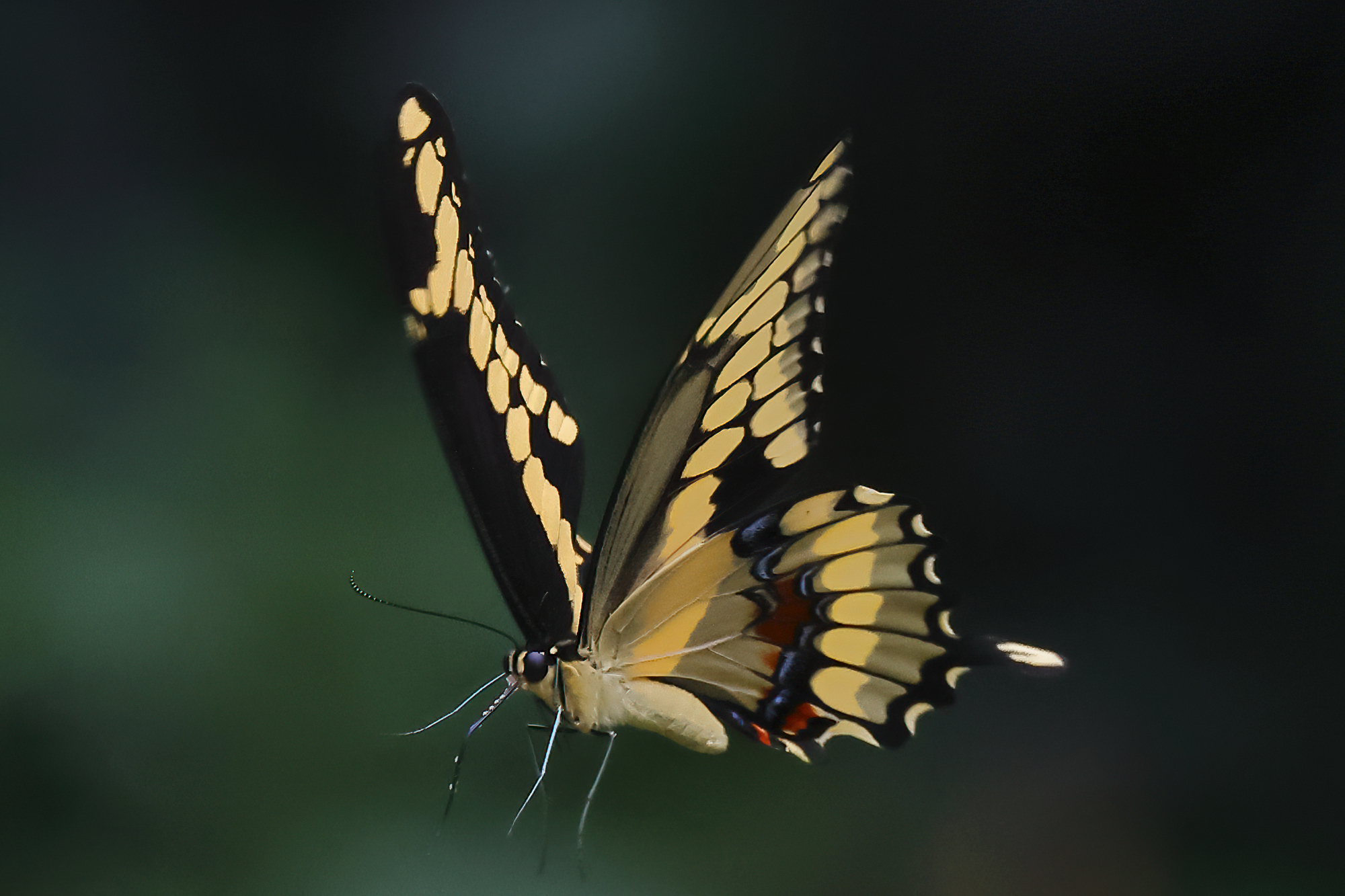 EOS 90D How to photograph bees' wings - Canon Community