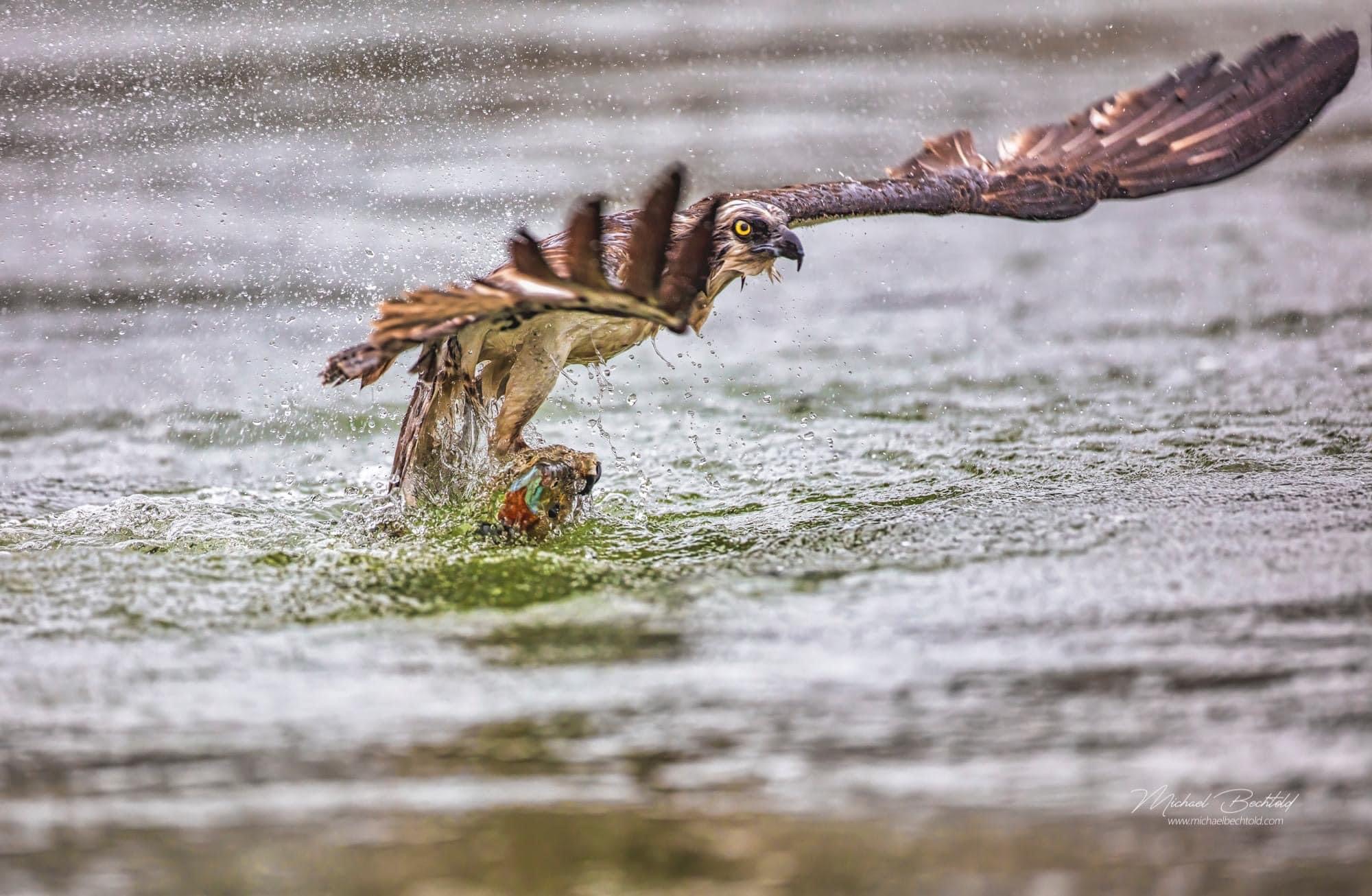 The Awesome Osprey - Canon Community