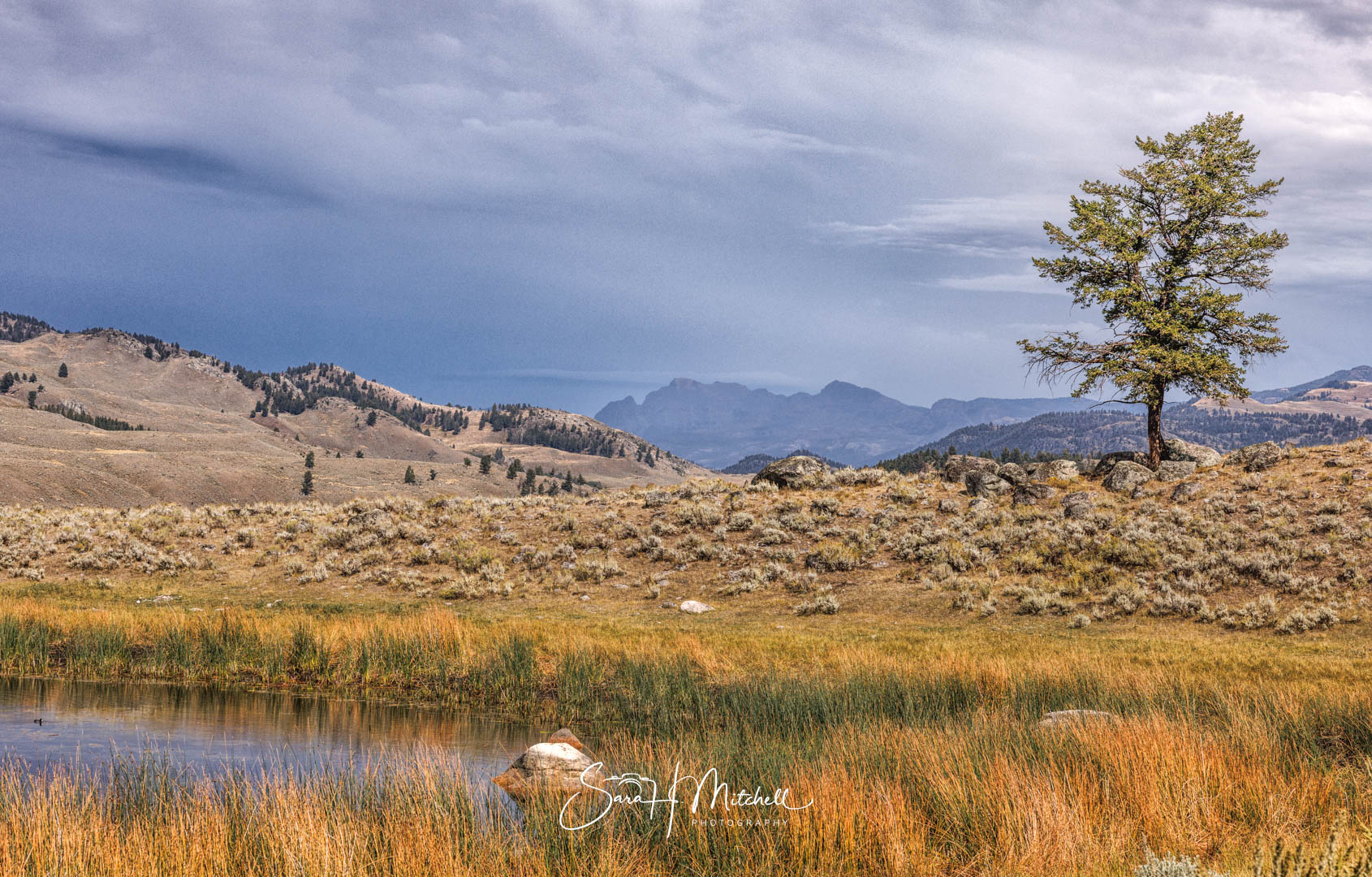 Orphan Tree - Canon Community