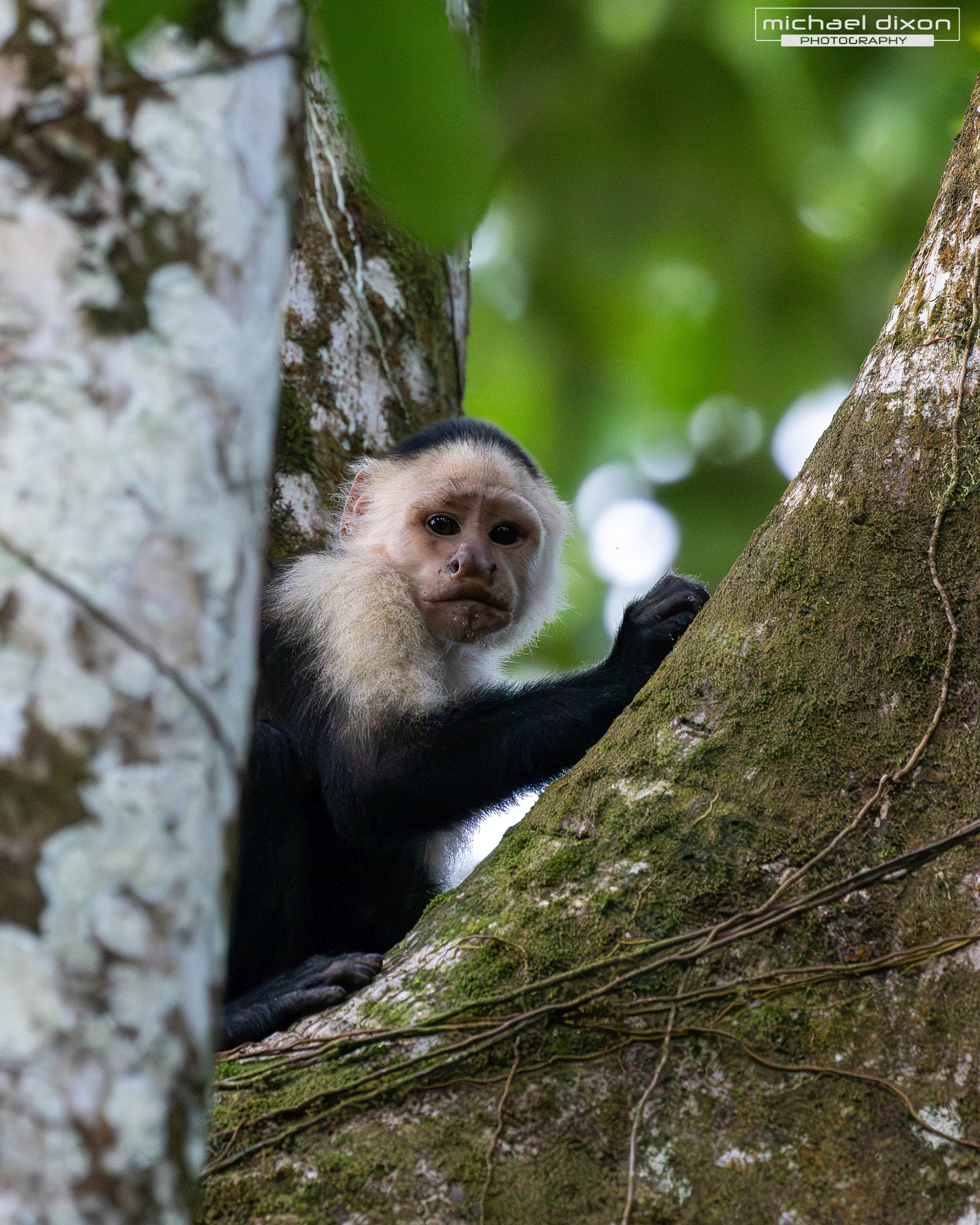 Capuchin Monkeys - Canon Community