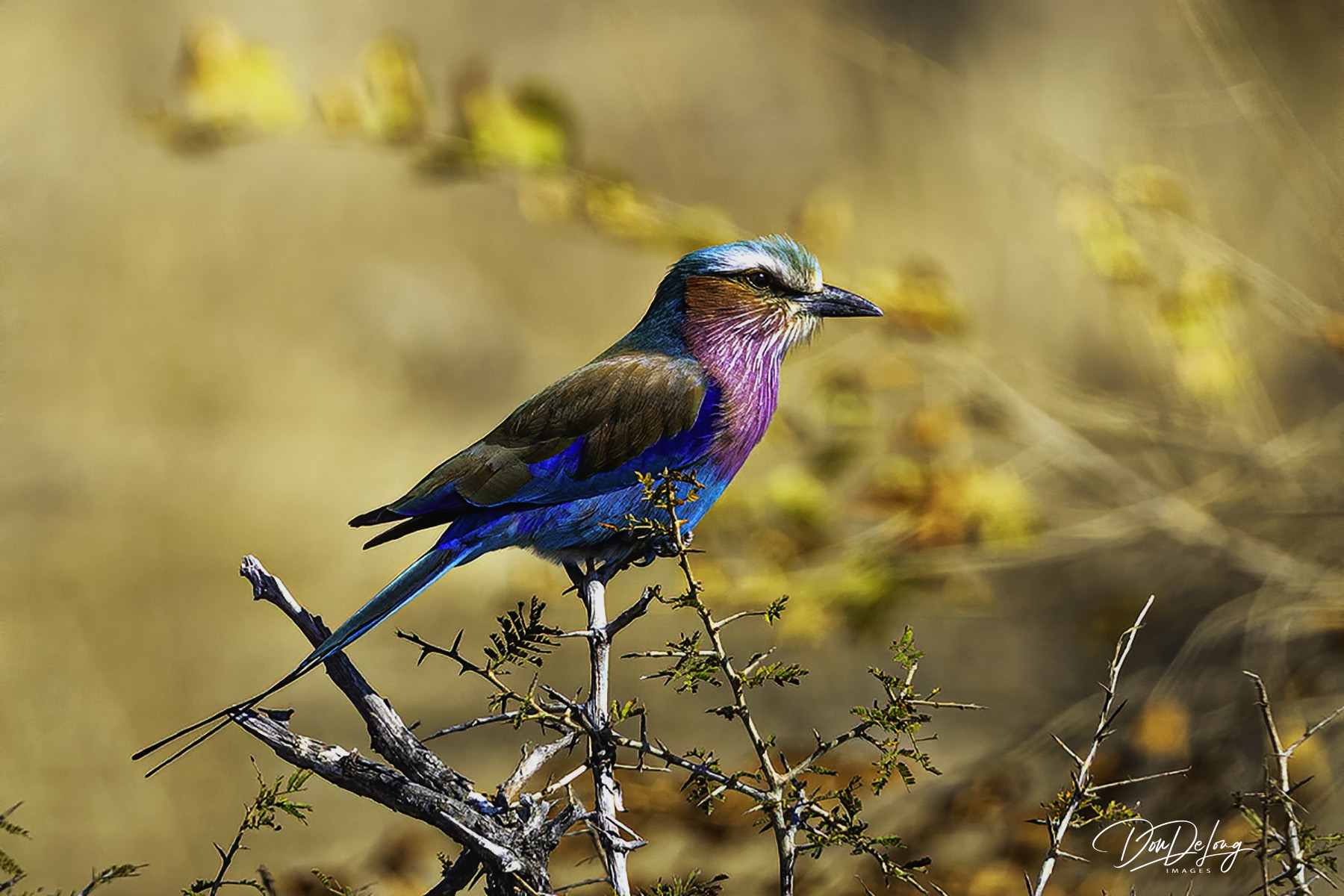 Lilac Breasted Roller Canon R6MKII w/ RF100-500 le... - Canon Community