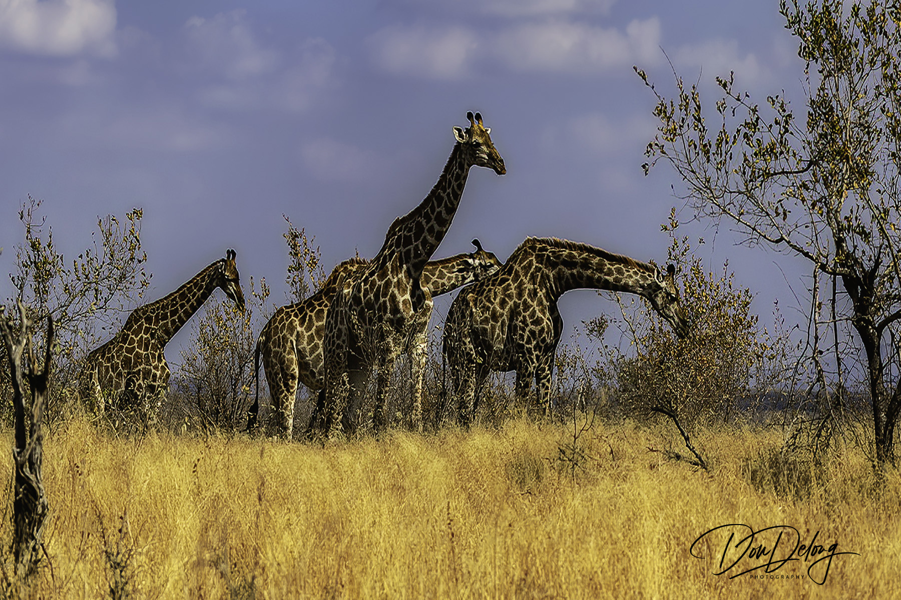 long necks out for a stroll. Canon R6MKII w/RF100-... - Canon Community