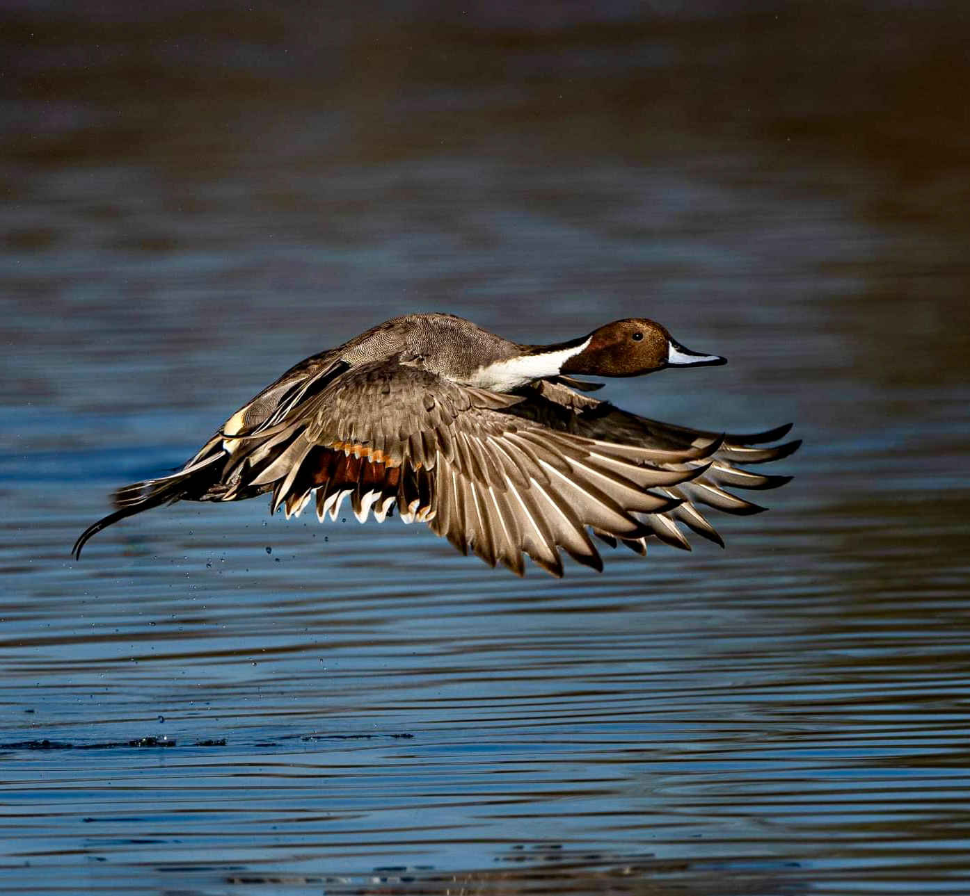 Northern Pintail Cruising Speed! - Canon Community