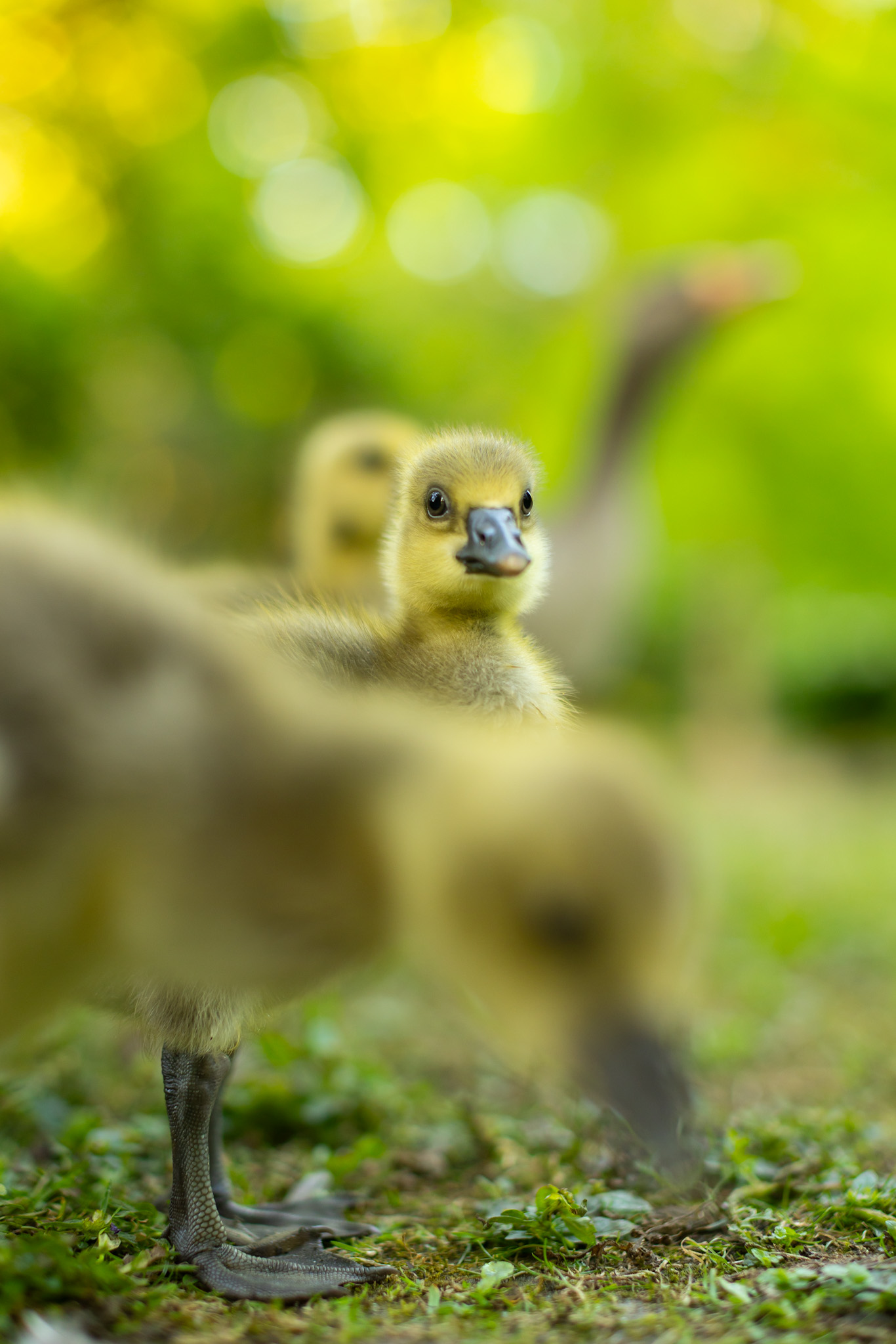 Baby Ducks - R5 Mark 2 - Canon Community