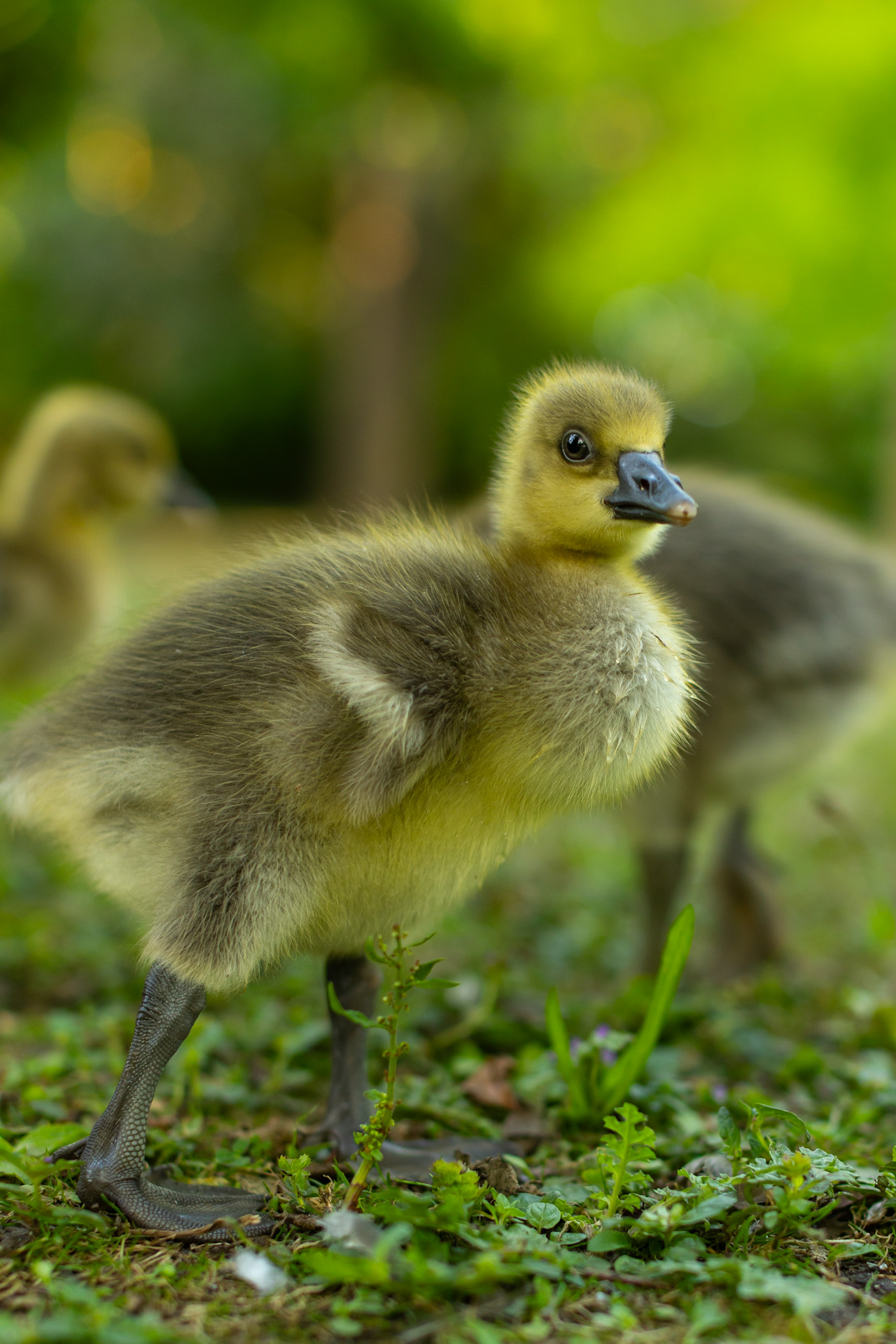 Baby Ducks - R5 Mark 2 - Canon Community