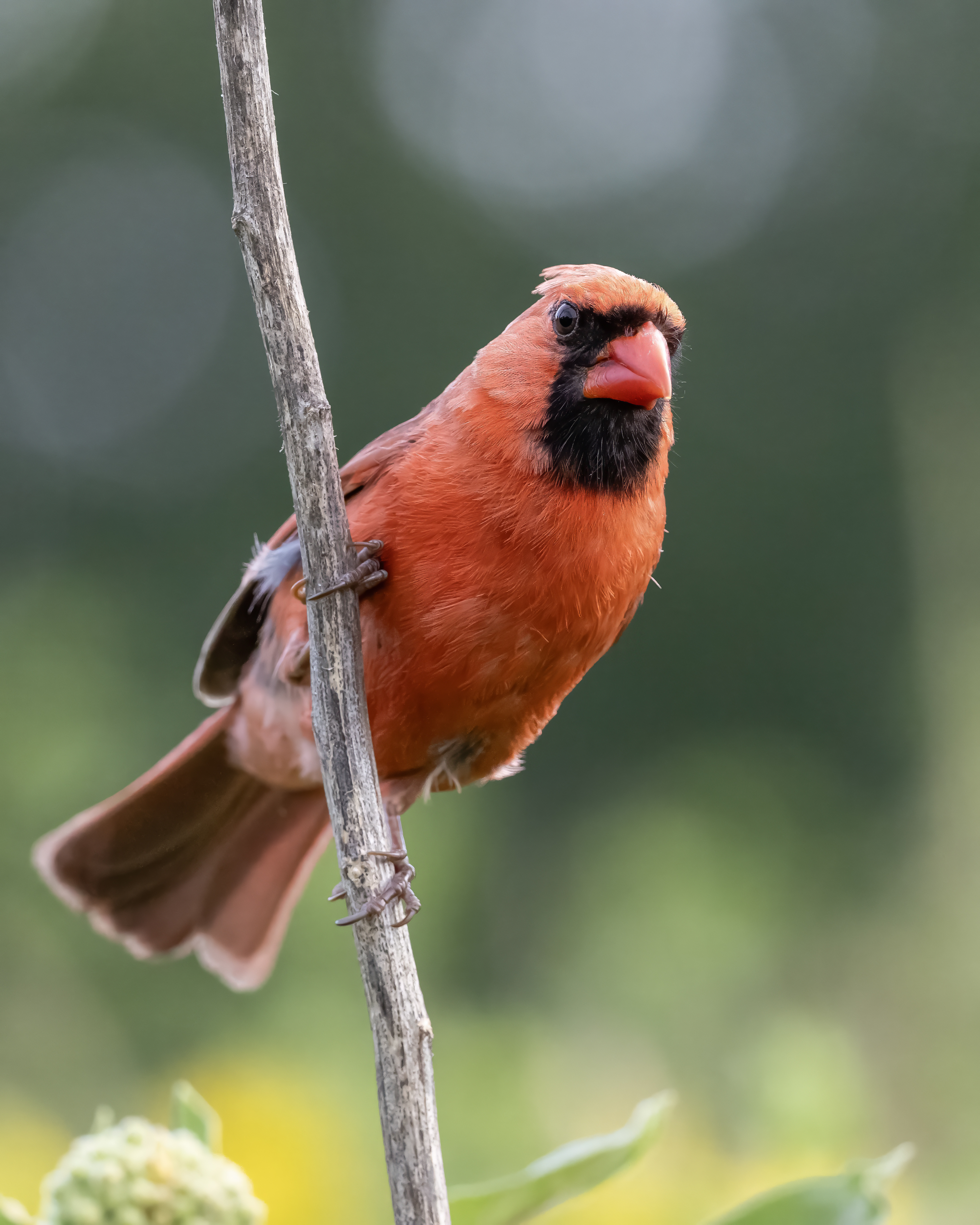Angry bird - Canon Community