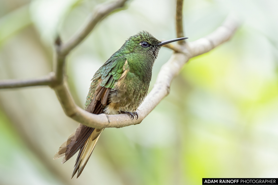 Capturing the Elusive Buff-Tailed Coronet - Canon Community