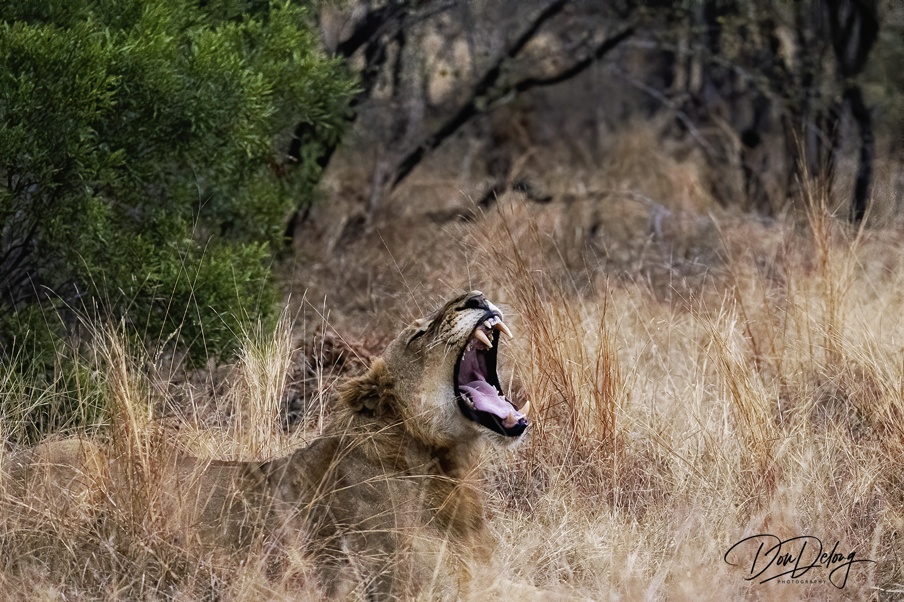 Late morning yawn. Canon R6MKII w/RF100-500mm lens - Canon Community