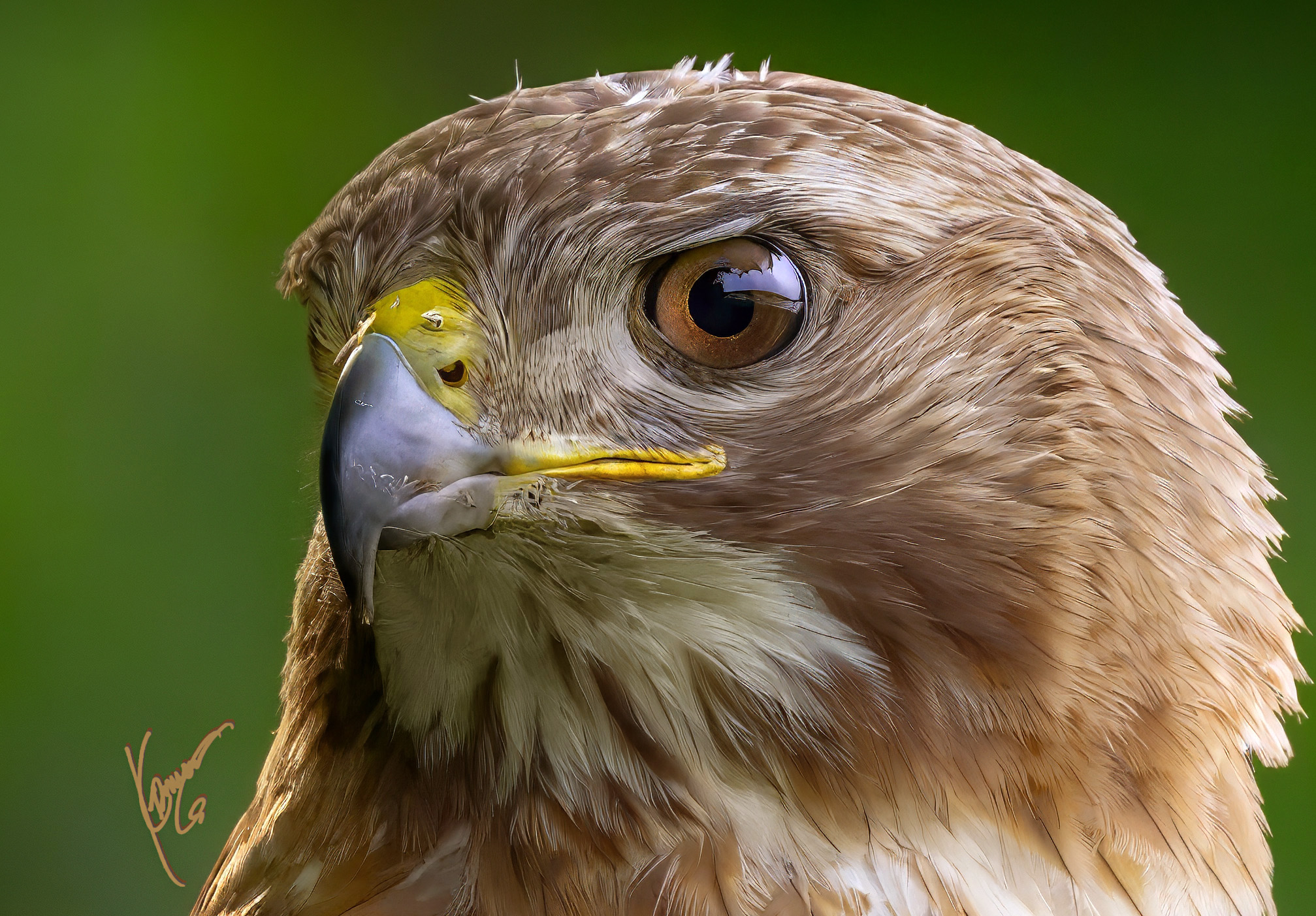 Solved: R5 Mark II is not properly focusing on birds eye - Canon Community