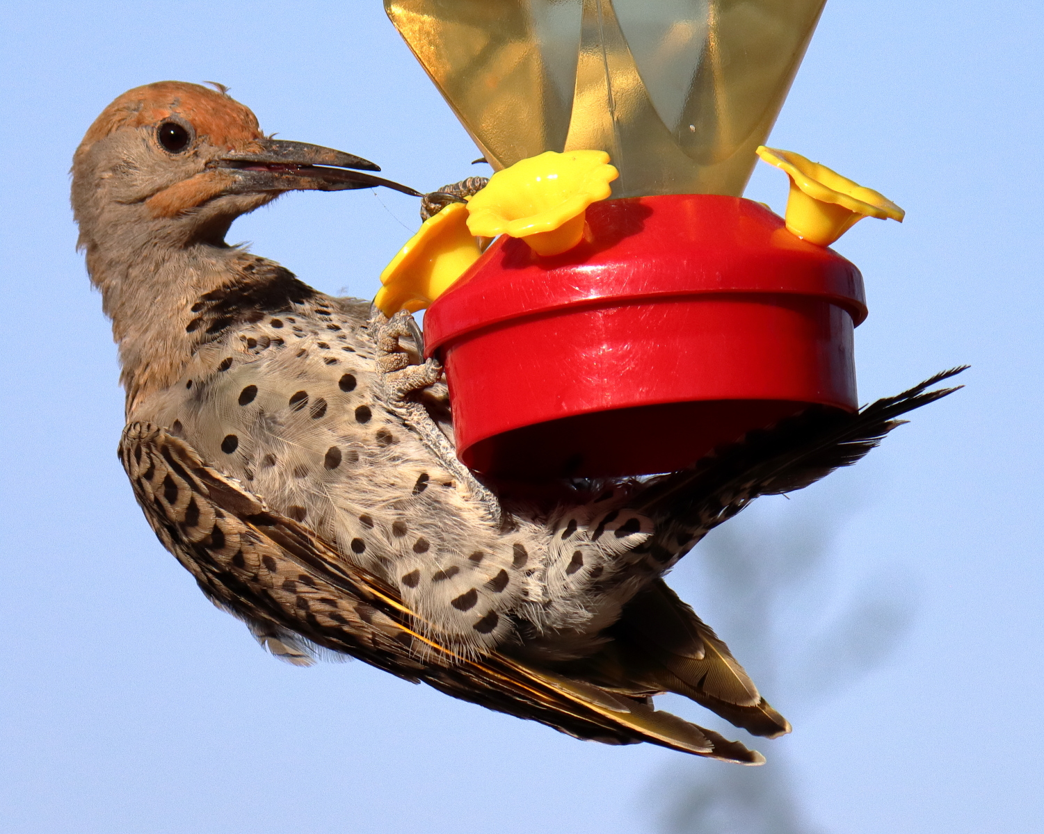 Intruder at the Hummingbird Feeder - Canon Community