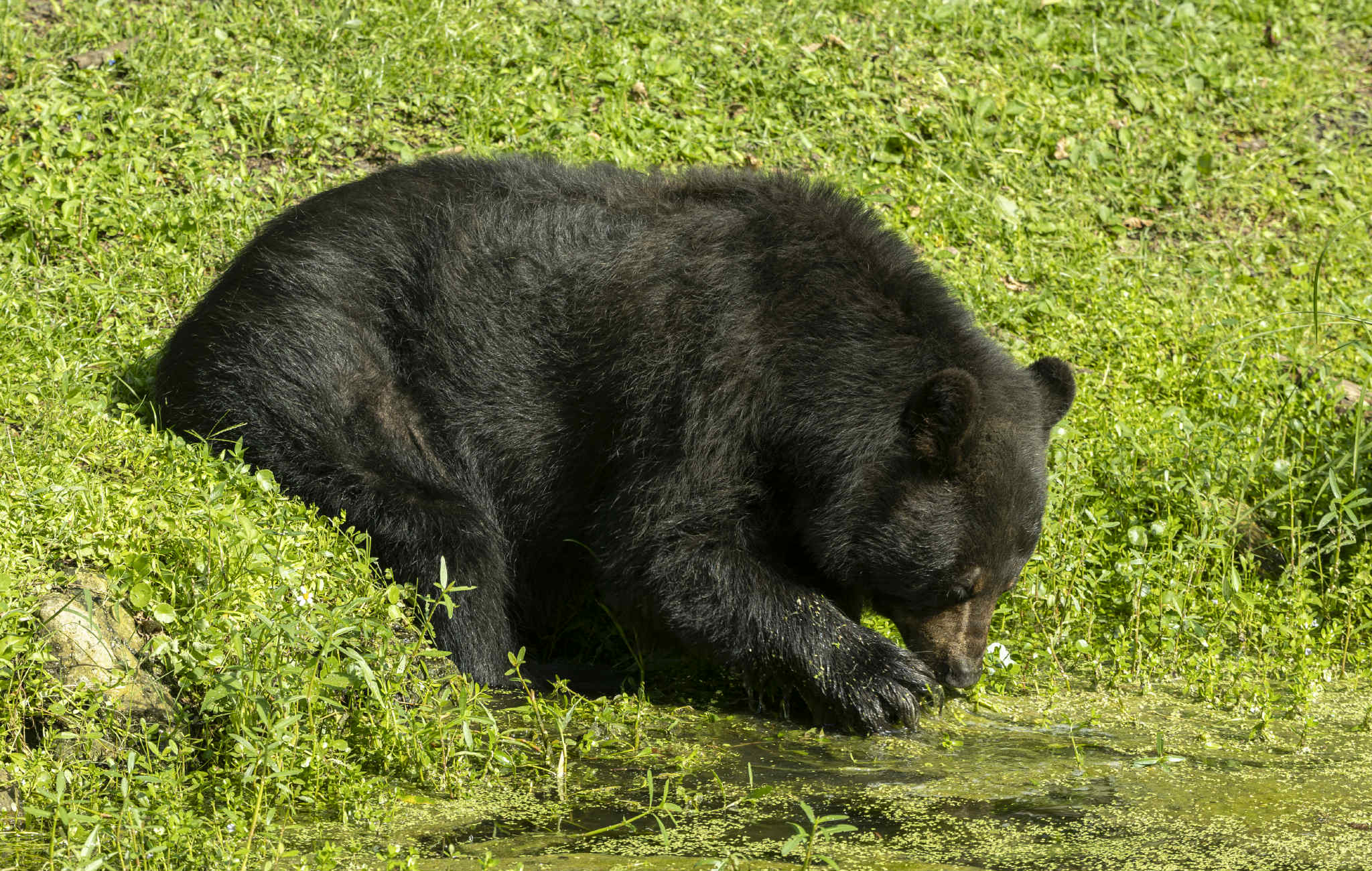 Florida Black Bear - Canon Community