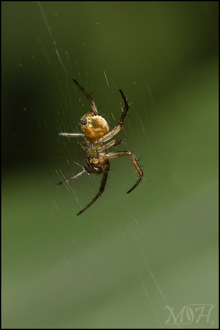 Leaf Curling Spider - Canon Community