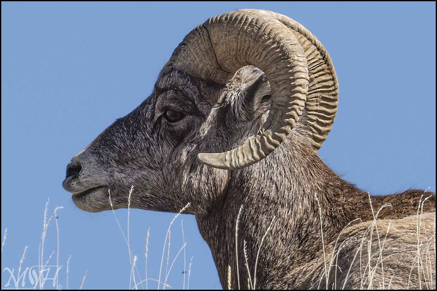 Bighorn Sheep - Canon Community