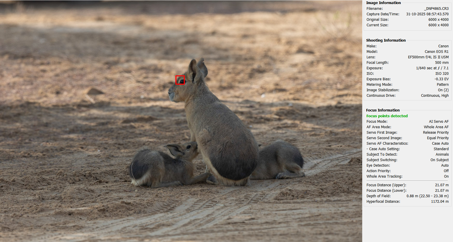 Why is the image not in focus - Gear: Canon R1 and... - Canon Community