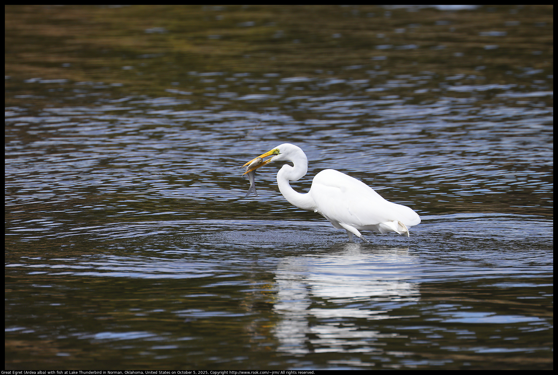 Why is the image not in focus - Gear: Canon R1 and... - Page 2 - Canon ...