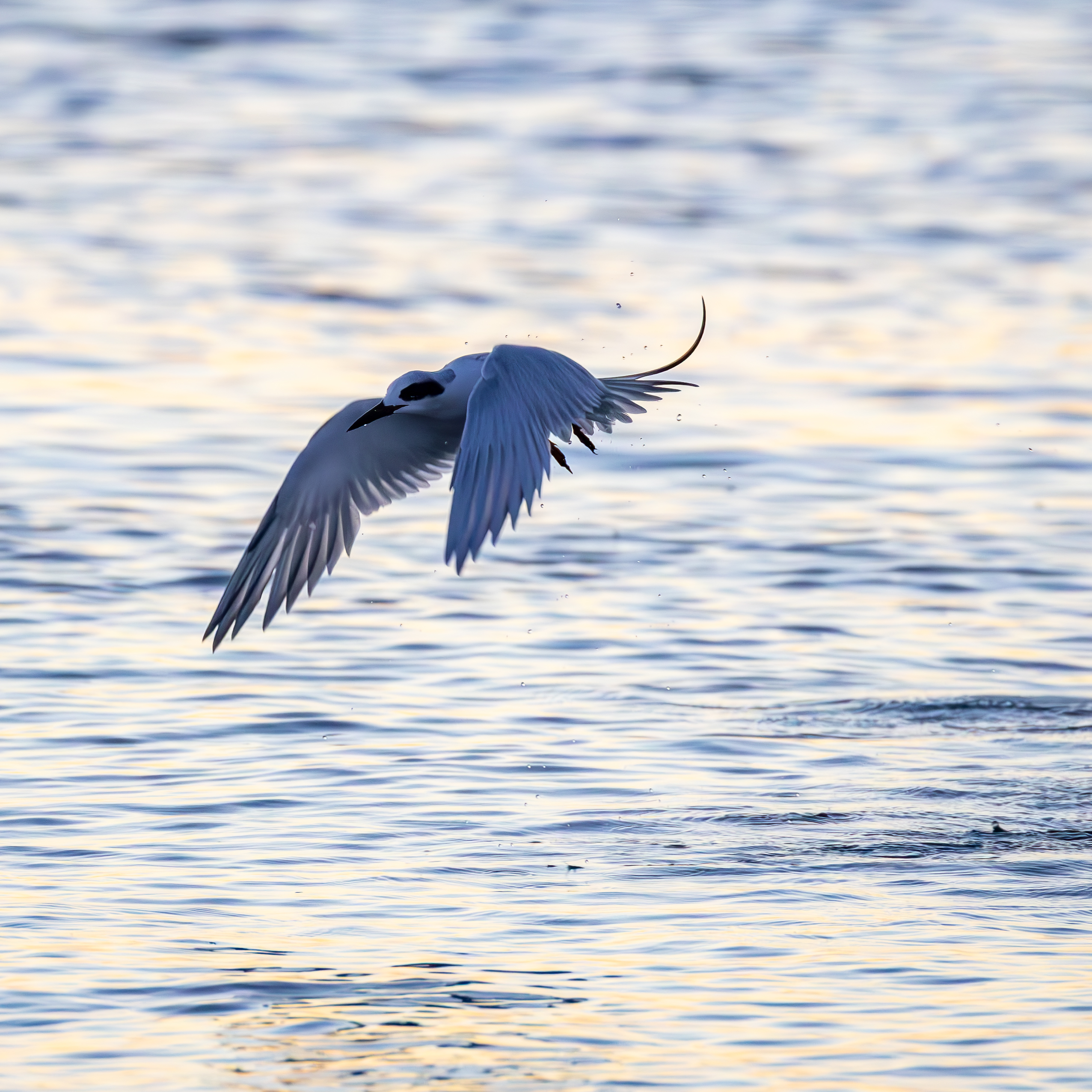 Recent Bird Photos - Canon Community