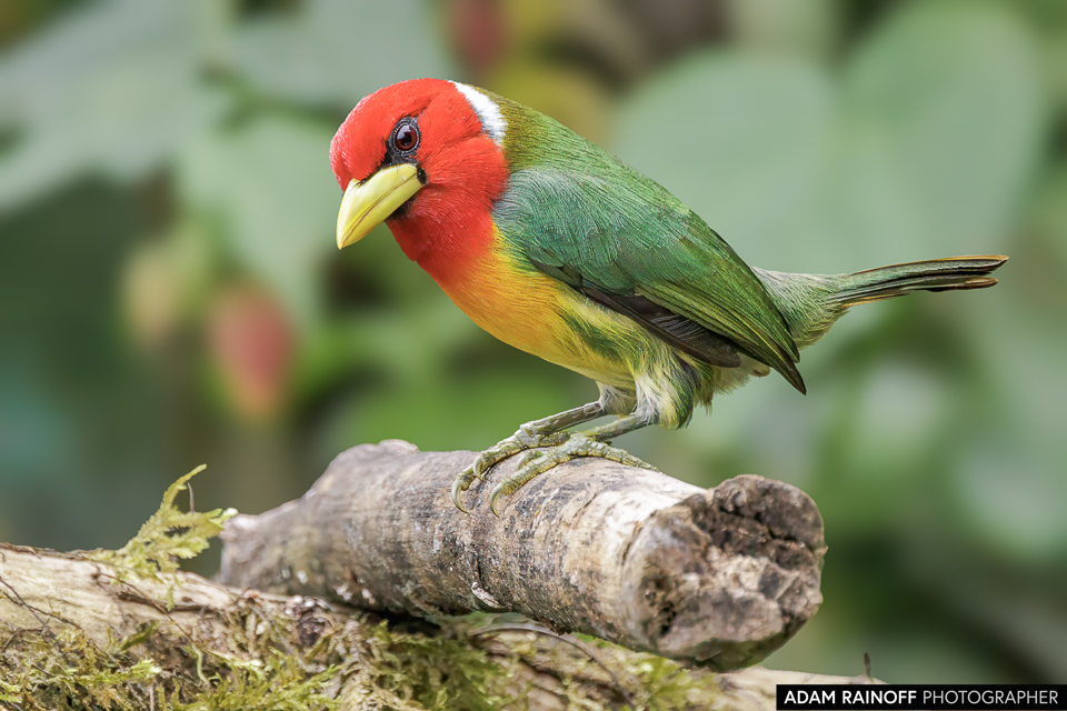 Red-Headed Barbet in the Andean Foothills of Colom... - Canon Community