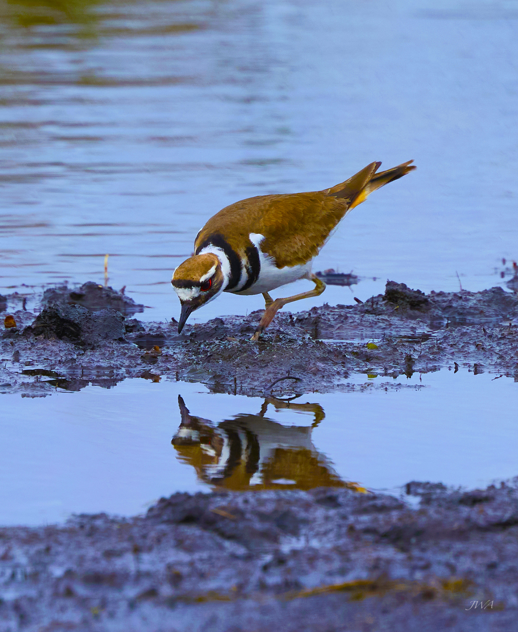 Mighty Small Birds - Canon Community